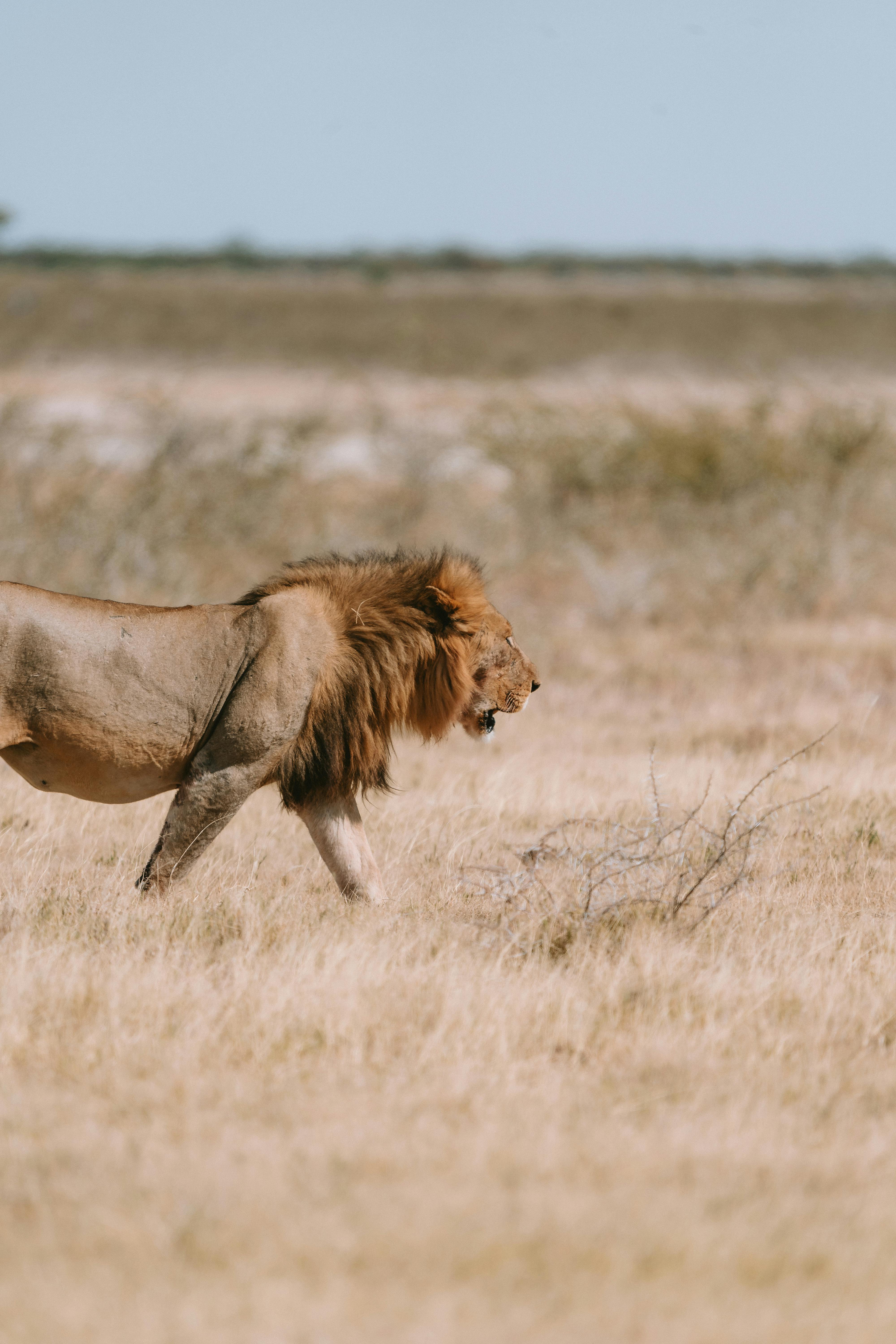 Namibia Halali Photos, Download The BEST Free Namibia Halali Stock ...