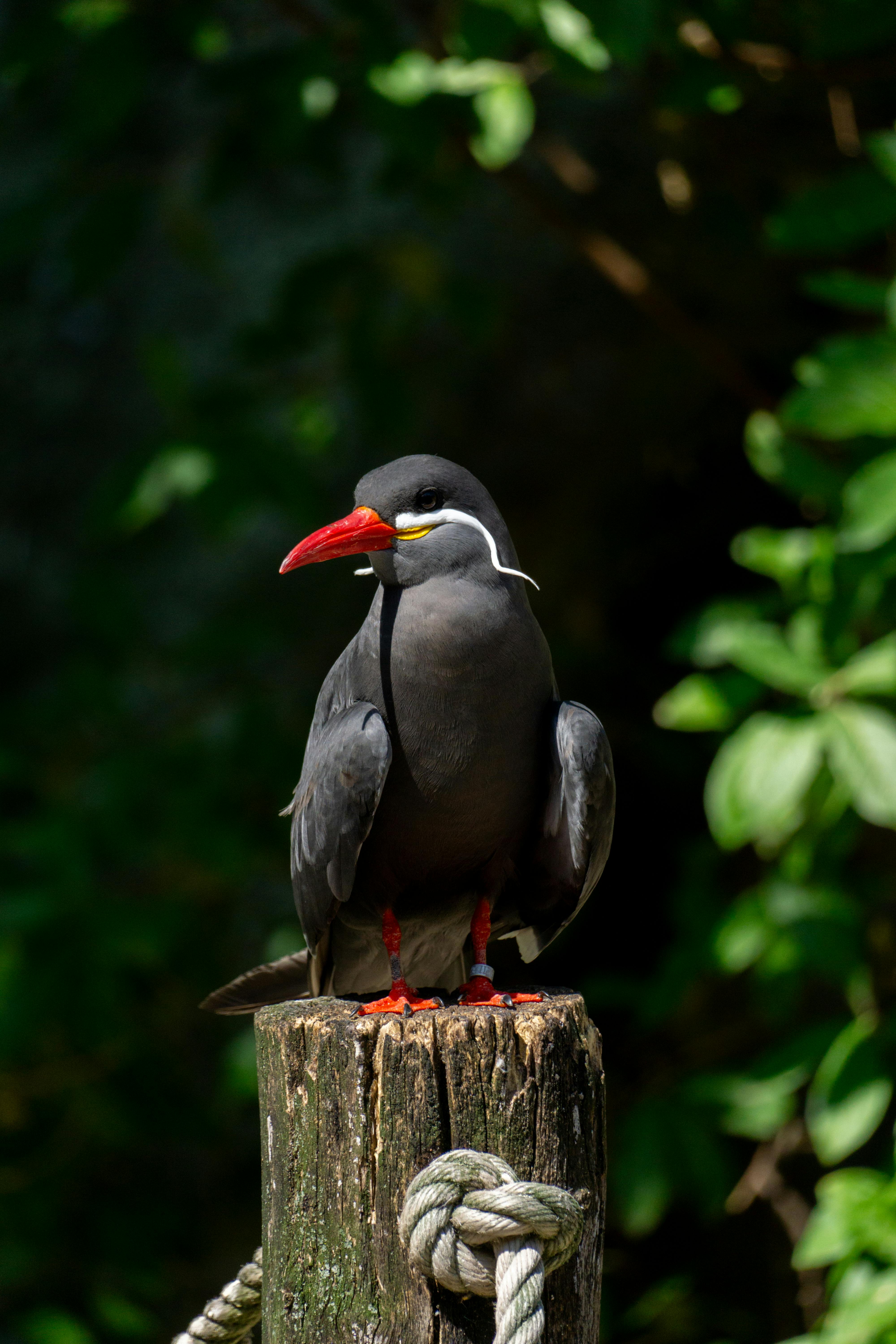 Sterna Inca Photos, Download The BEST Free Sterna Inca Stock Photos ...