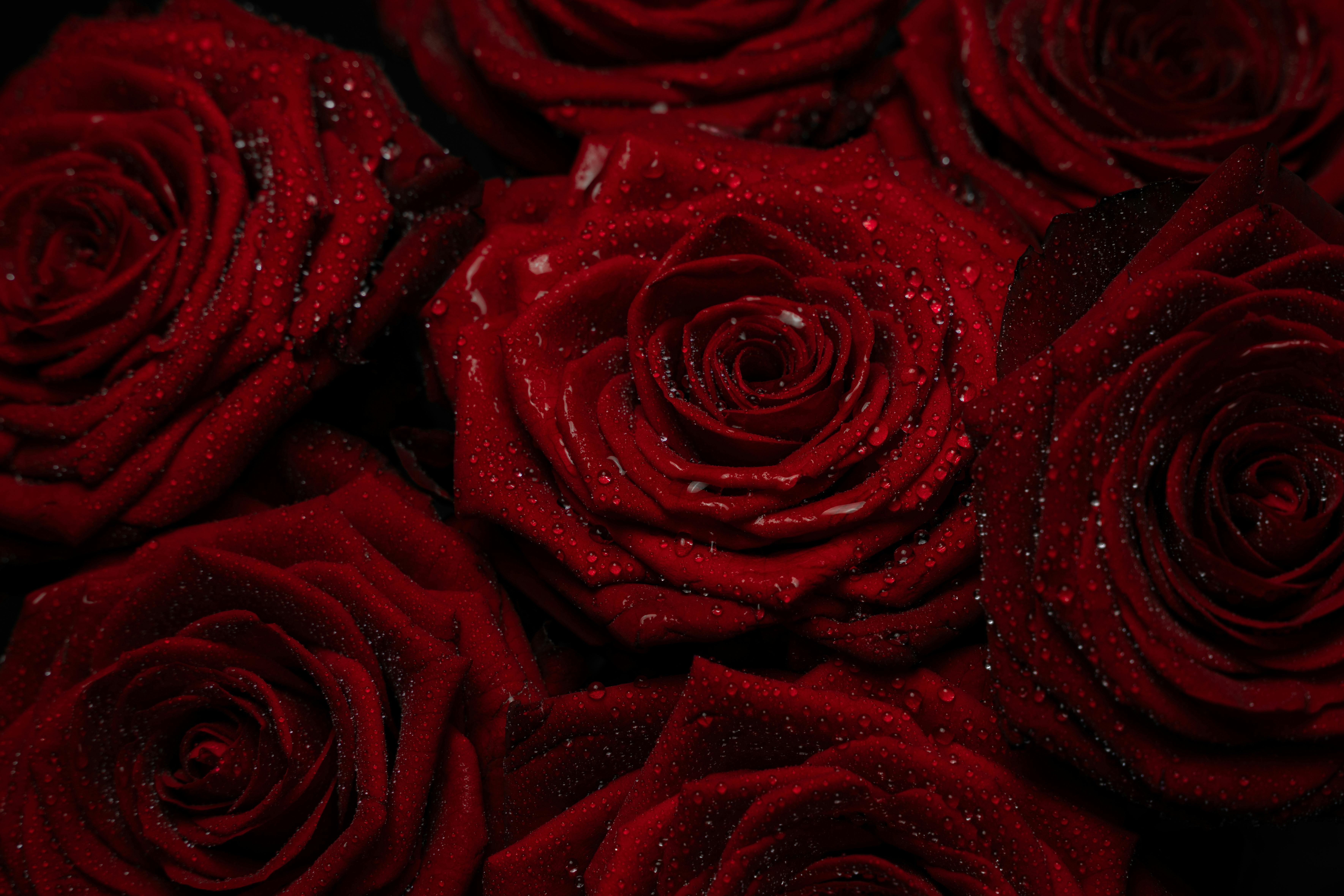 Red Rose · Free Stock Photo