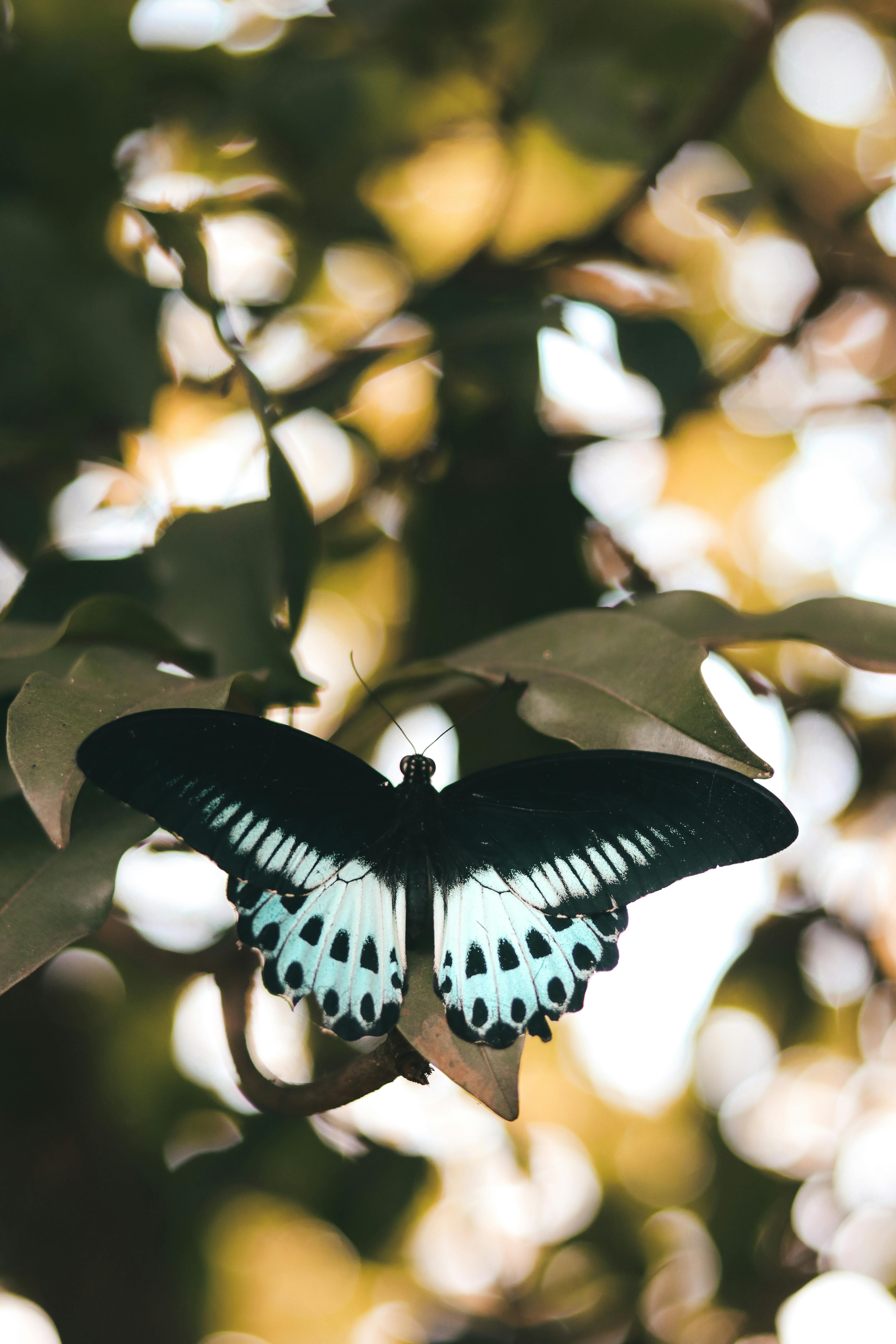 Flutter Him Photos, Download The BEST Free Flutter Him Stock Photos ...