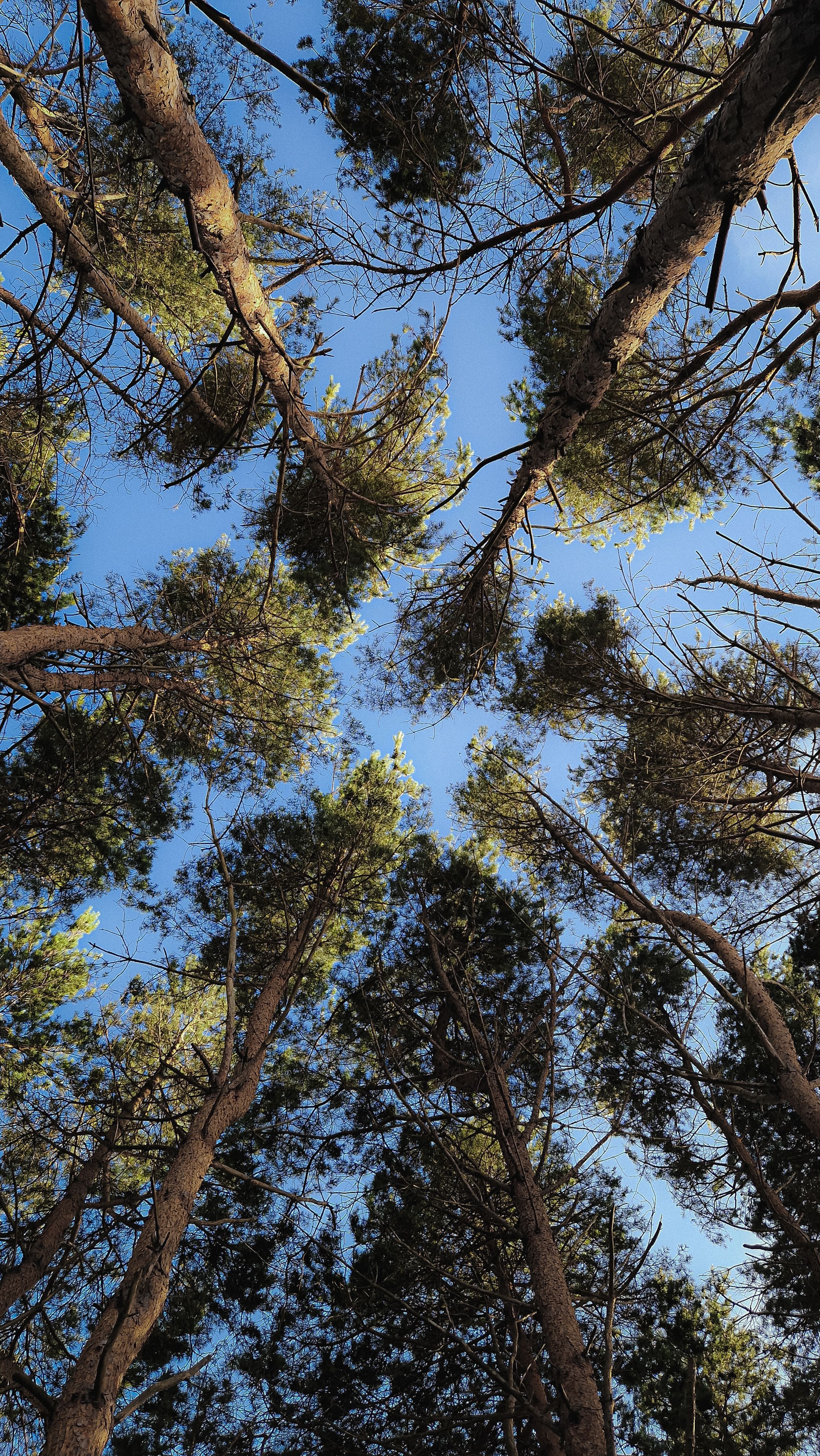 Low Angle Shot of Tall Trees in a Forest · Free Stock Photo