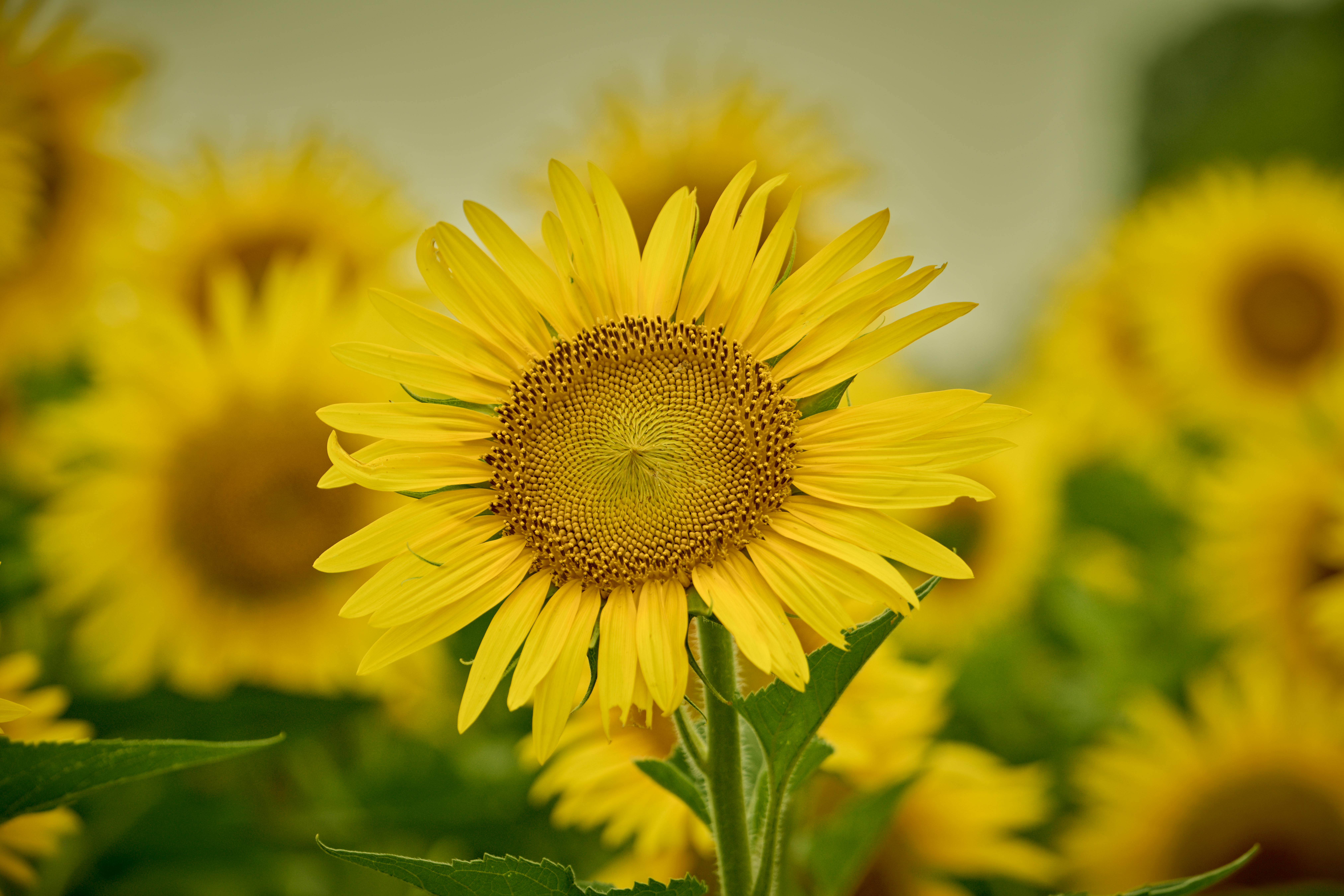 Close Up Photo of Sunflower · Free Stock Photo