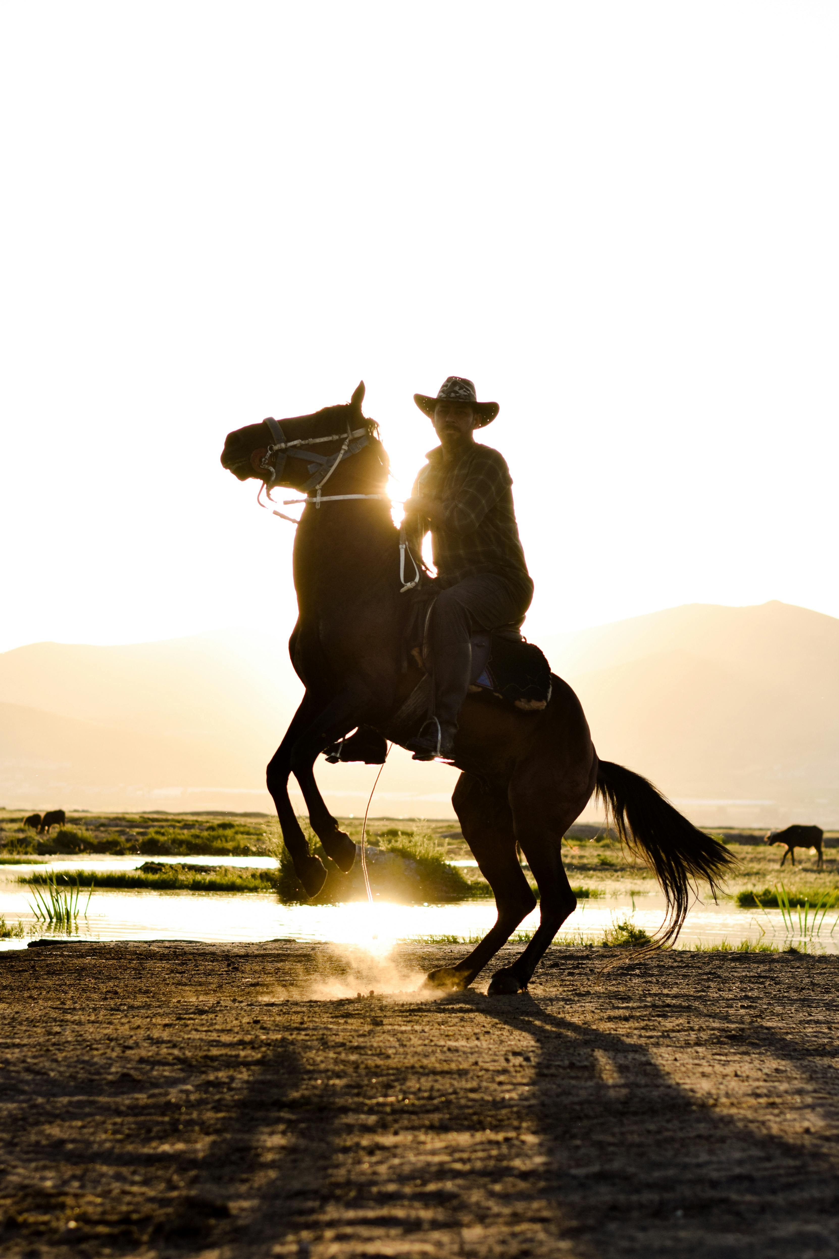 Wild Horses Photos, Download The BEST Free Wild Horses Stock Photos ...