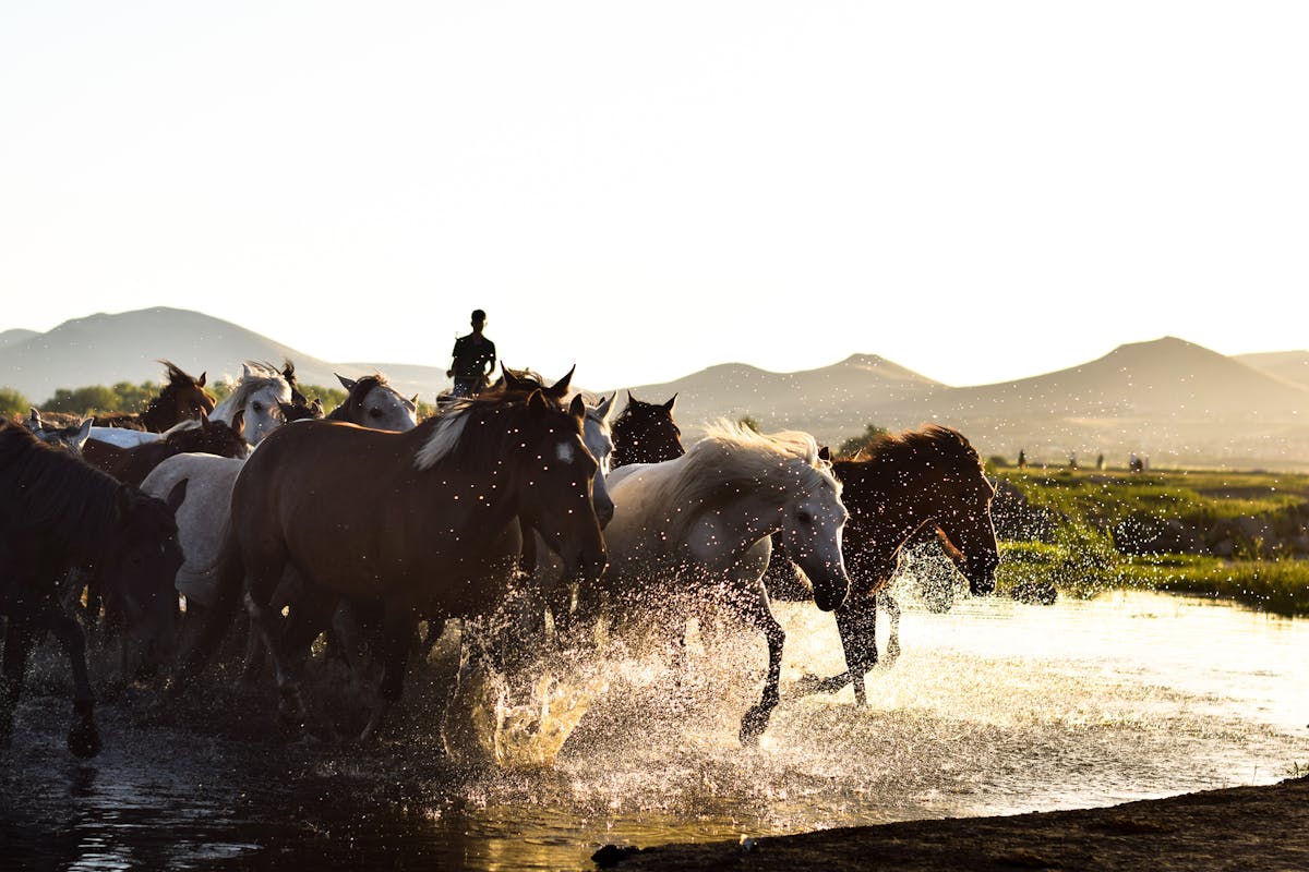 Running Horse Wallpaper Photos, Download The BEST Free Running Horse ...