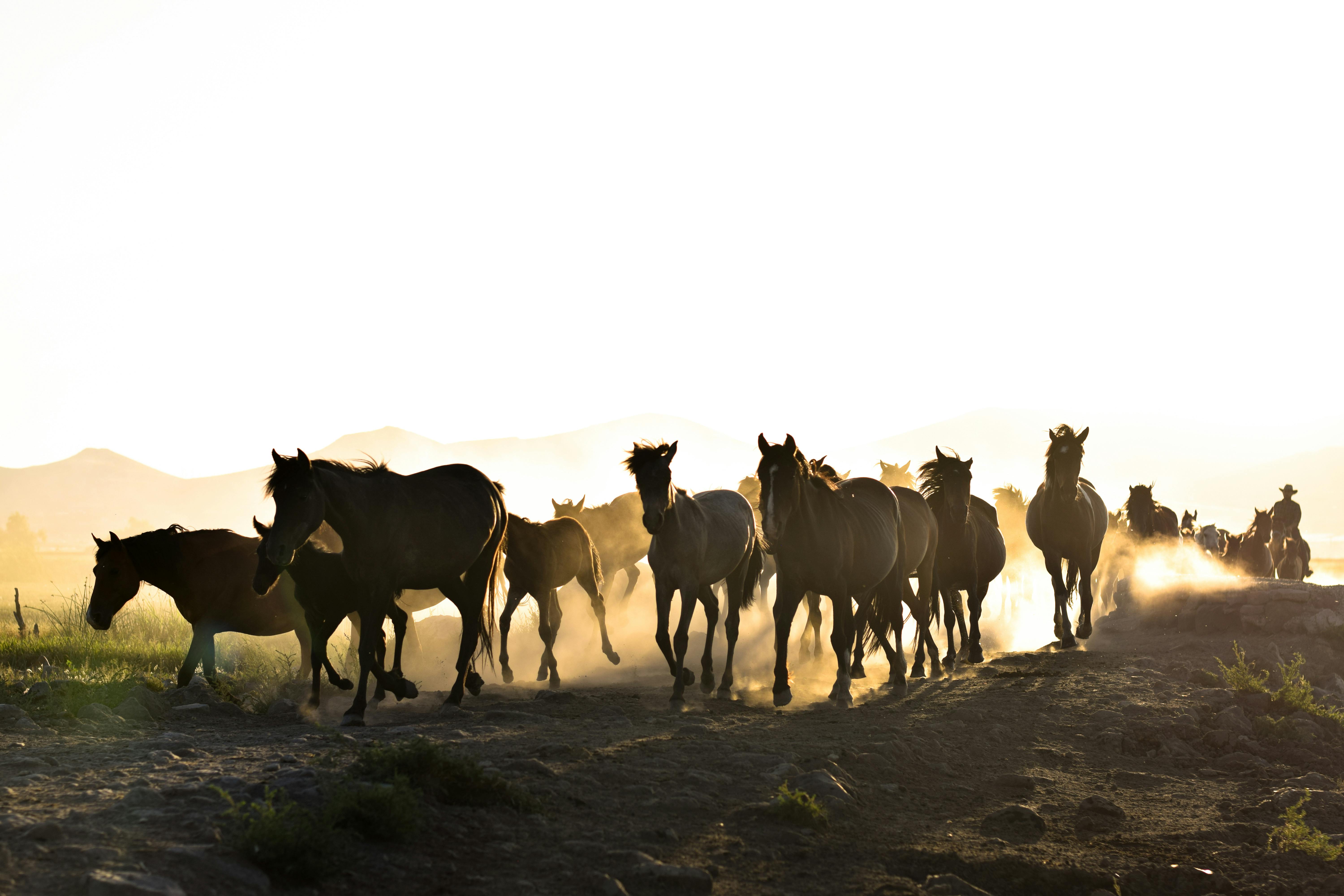 Herd of Horses Running through Field at Sunrise · Free Stock Photo
