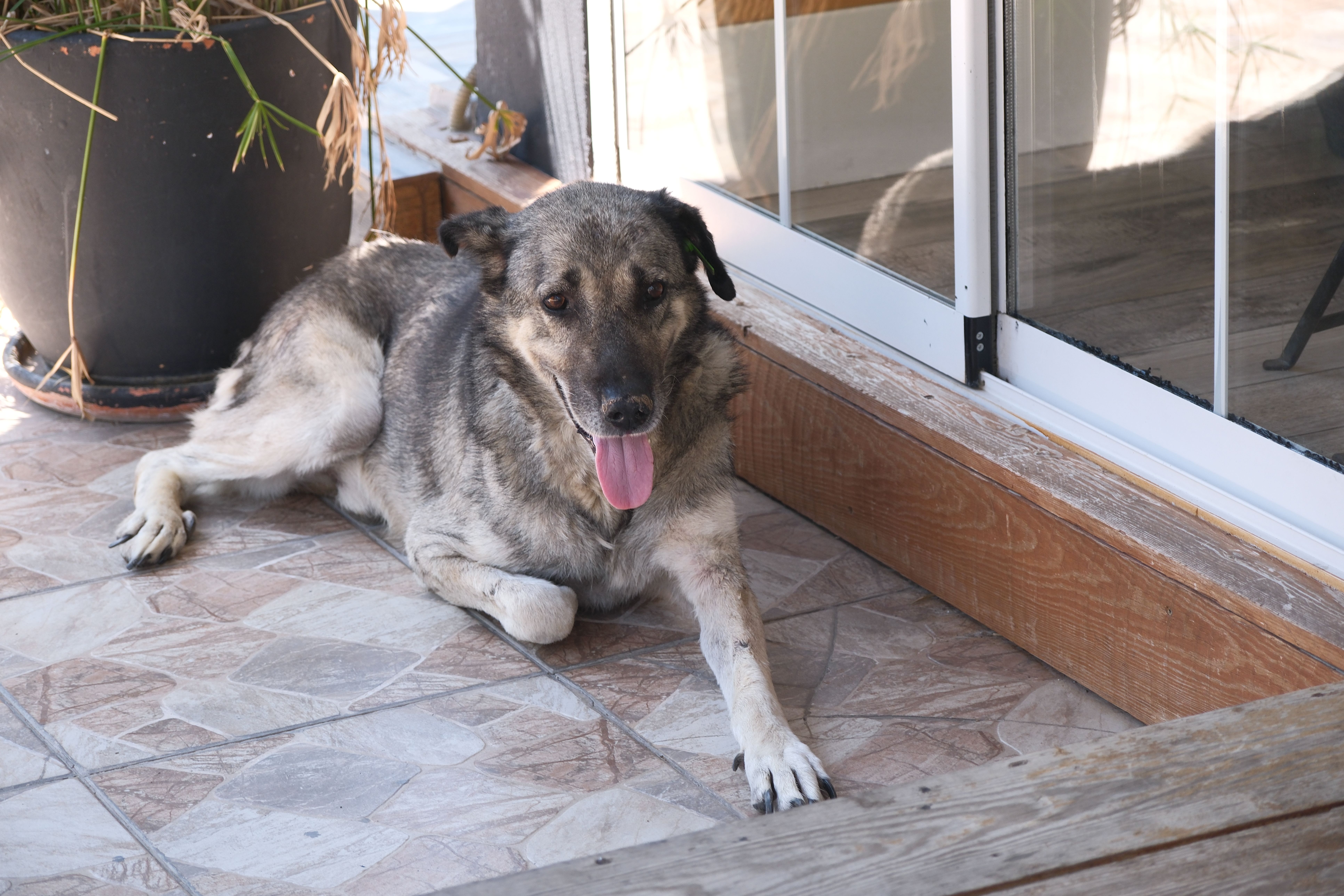 A Dog Lying on the Terrace · Free Stock Photo