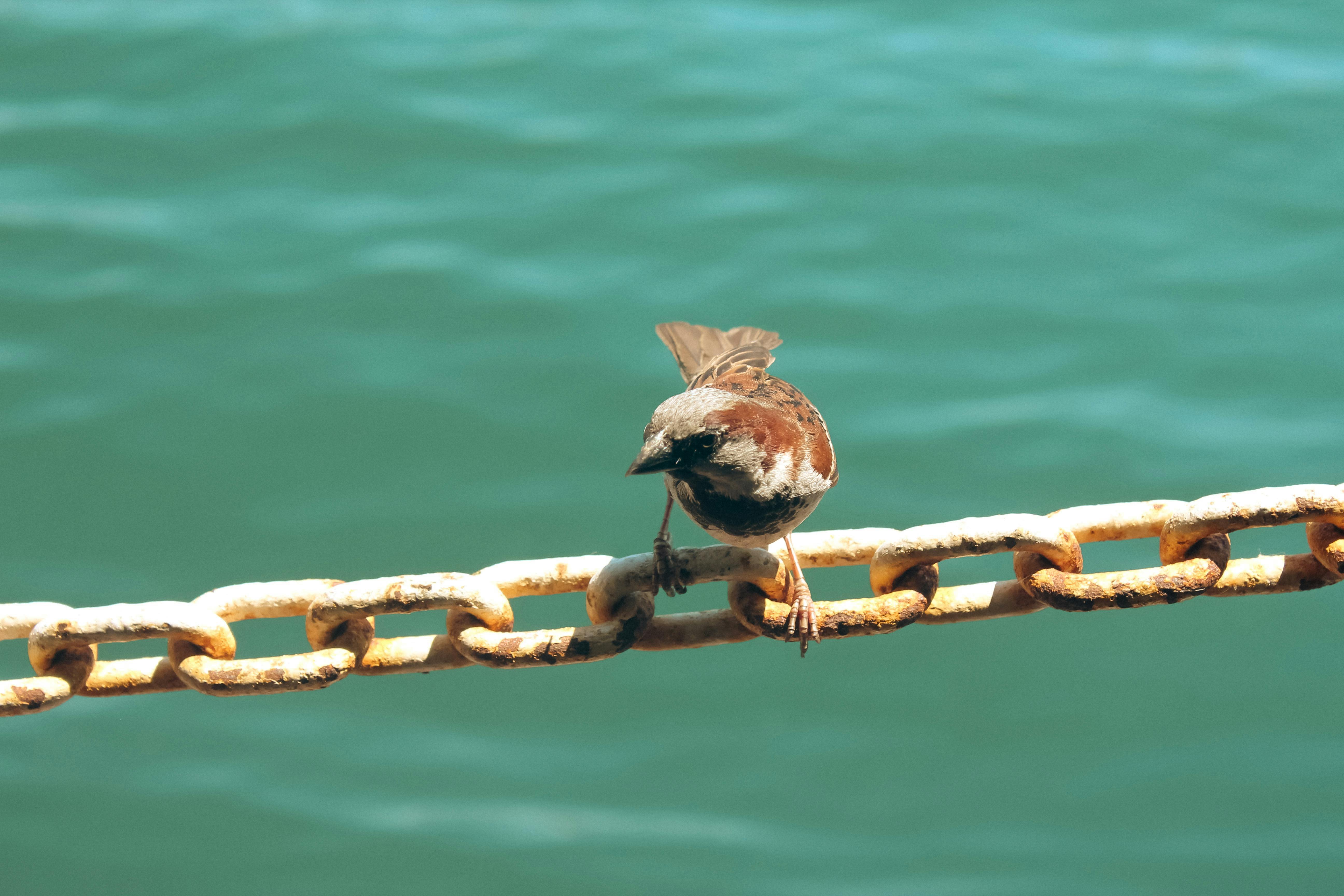 Sparrow Perched on Rusty Chain Over Water · Free Stock Photo