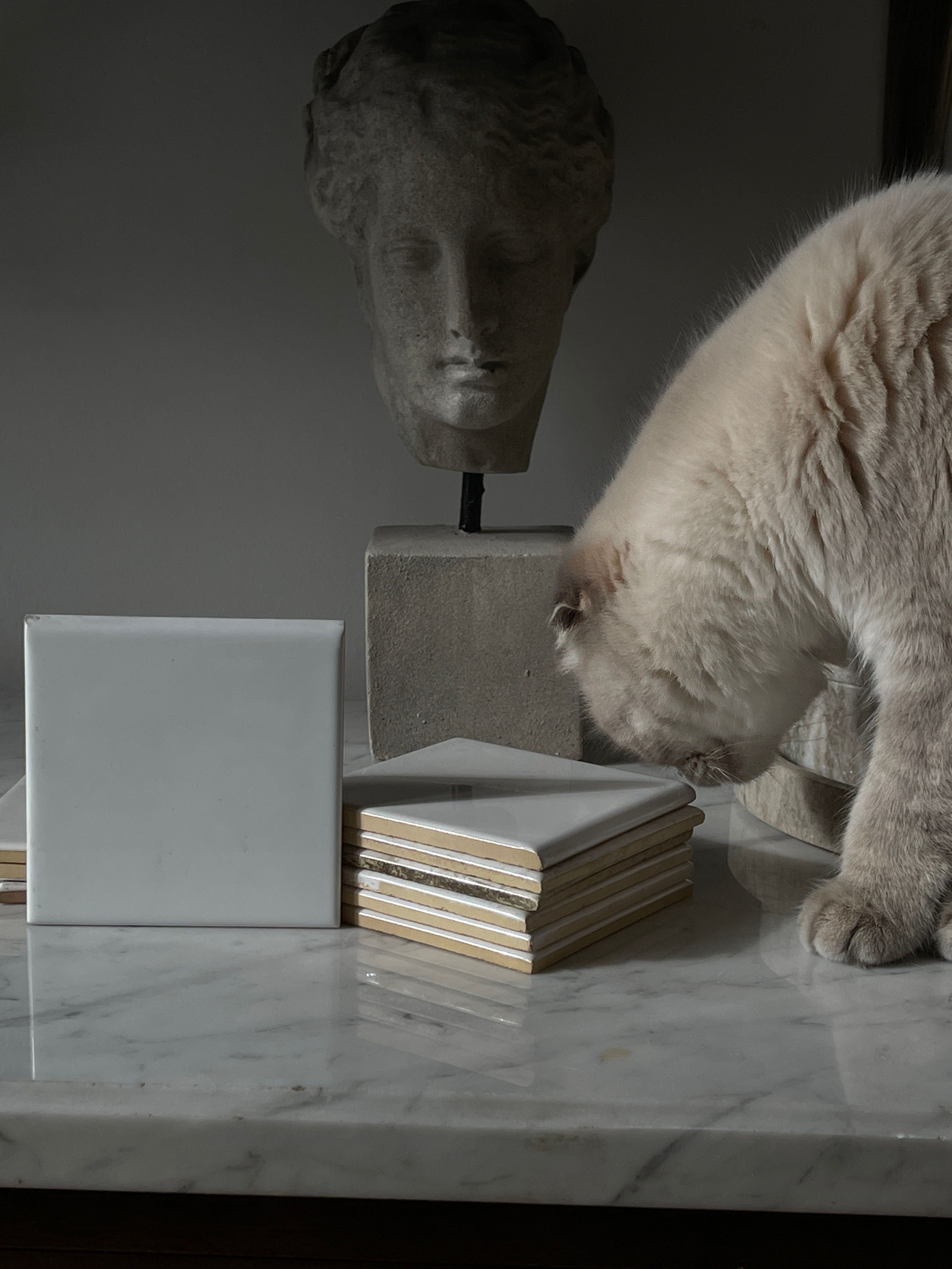 A Cat Standing on a Marble Countertop · Free Stock Photo
