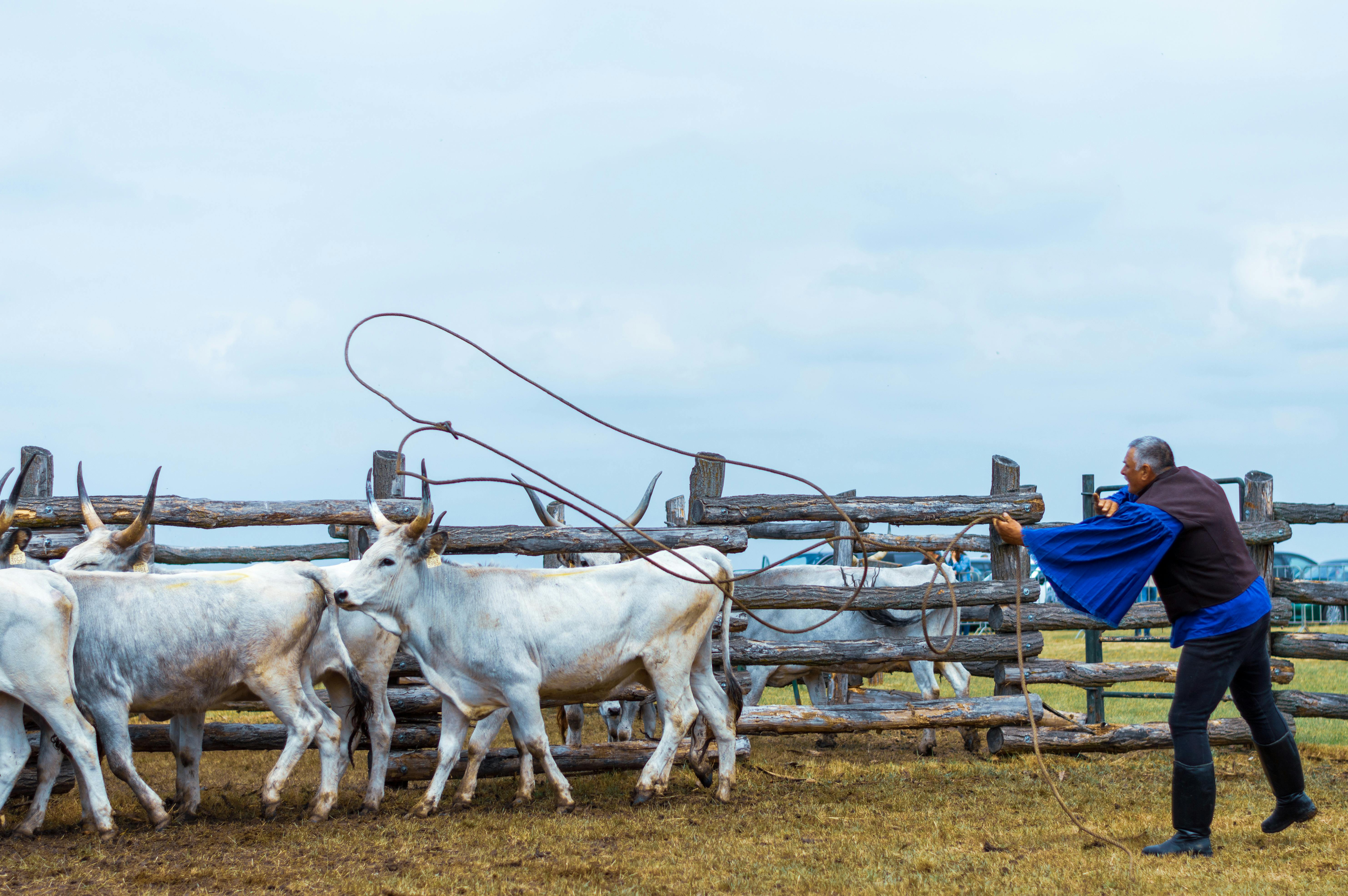 Man Throwing Lasso towards Cattle · Free Stock Photo