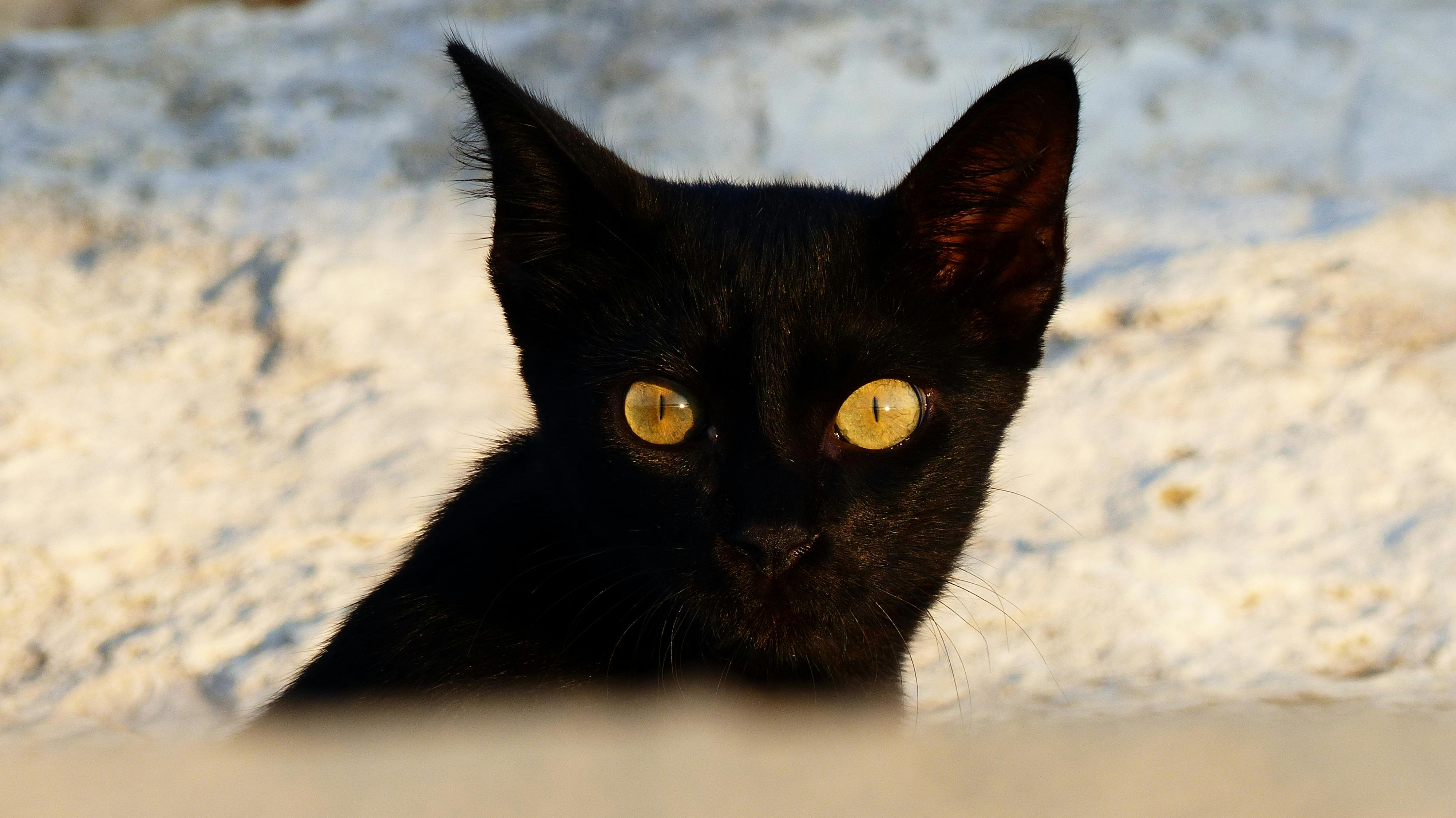 Free stock photo of animal, blackcat, brighteyes