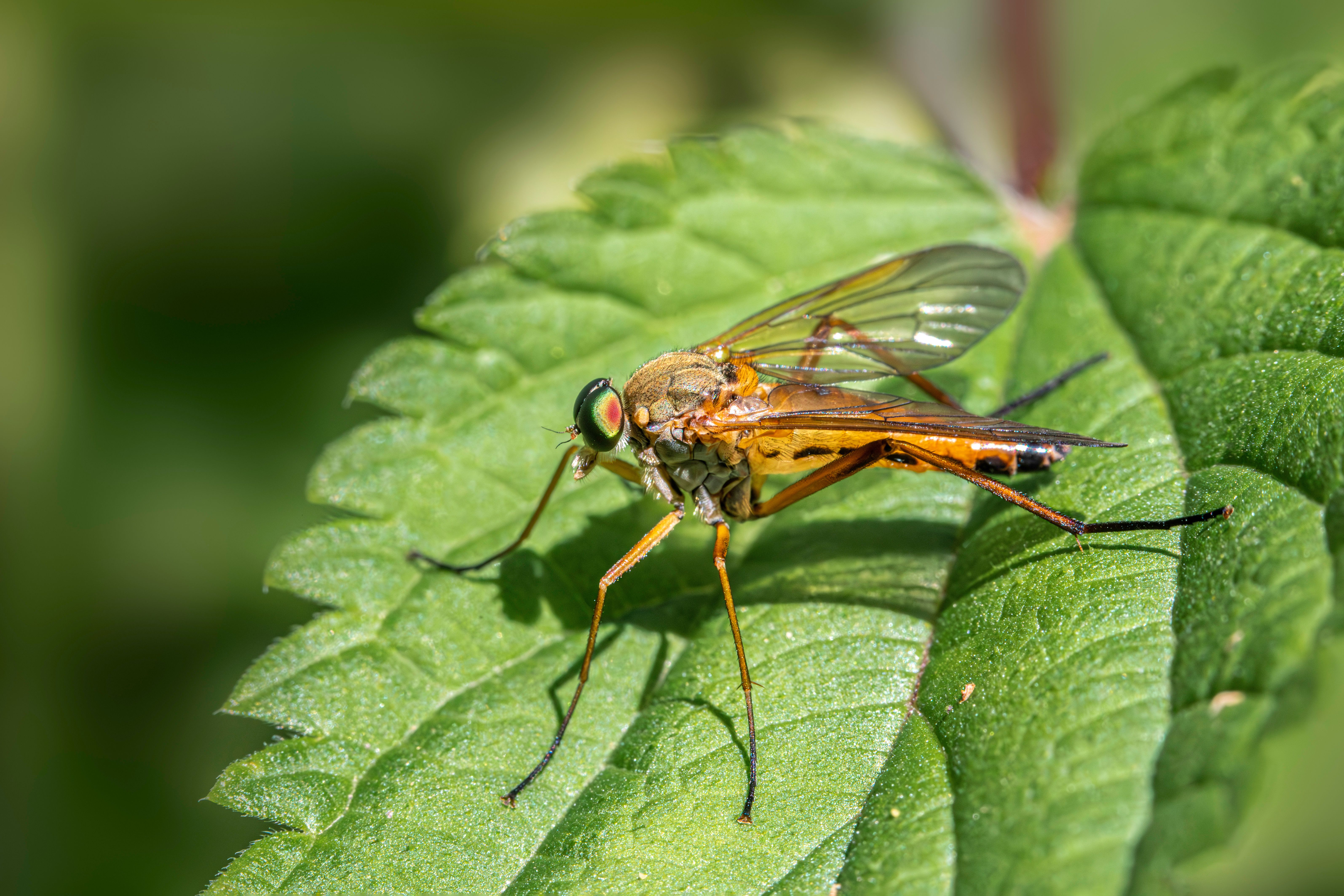 Extreme Close-up of a Fly Sitting on a Green Leaf · Free Stock Photo