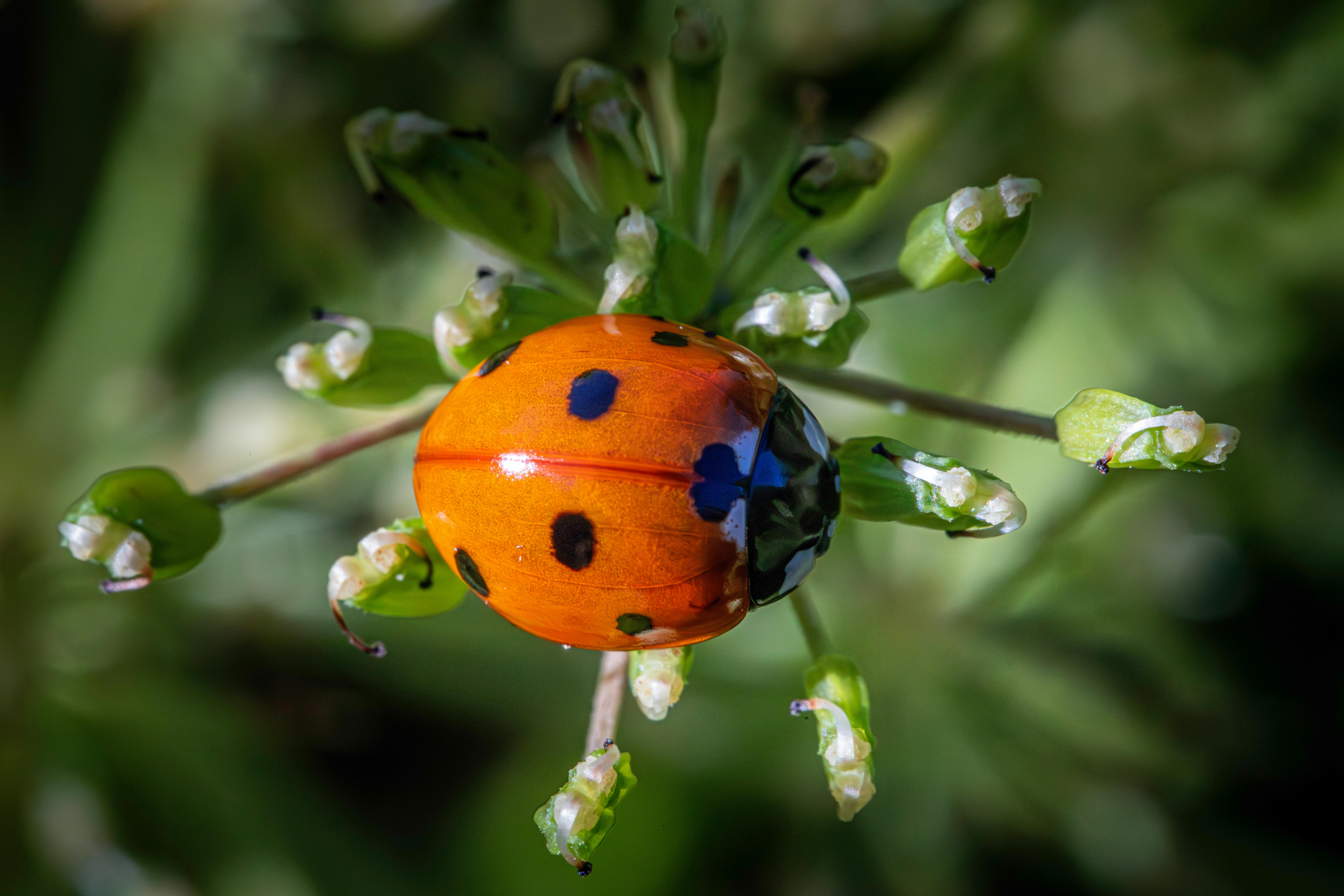 Ladybug on Plant · Free Stock Photo