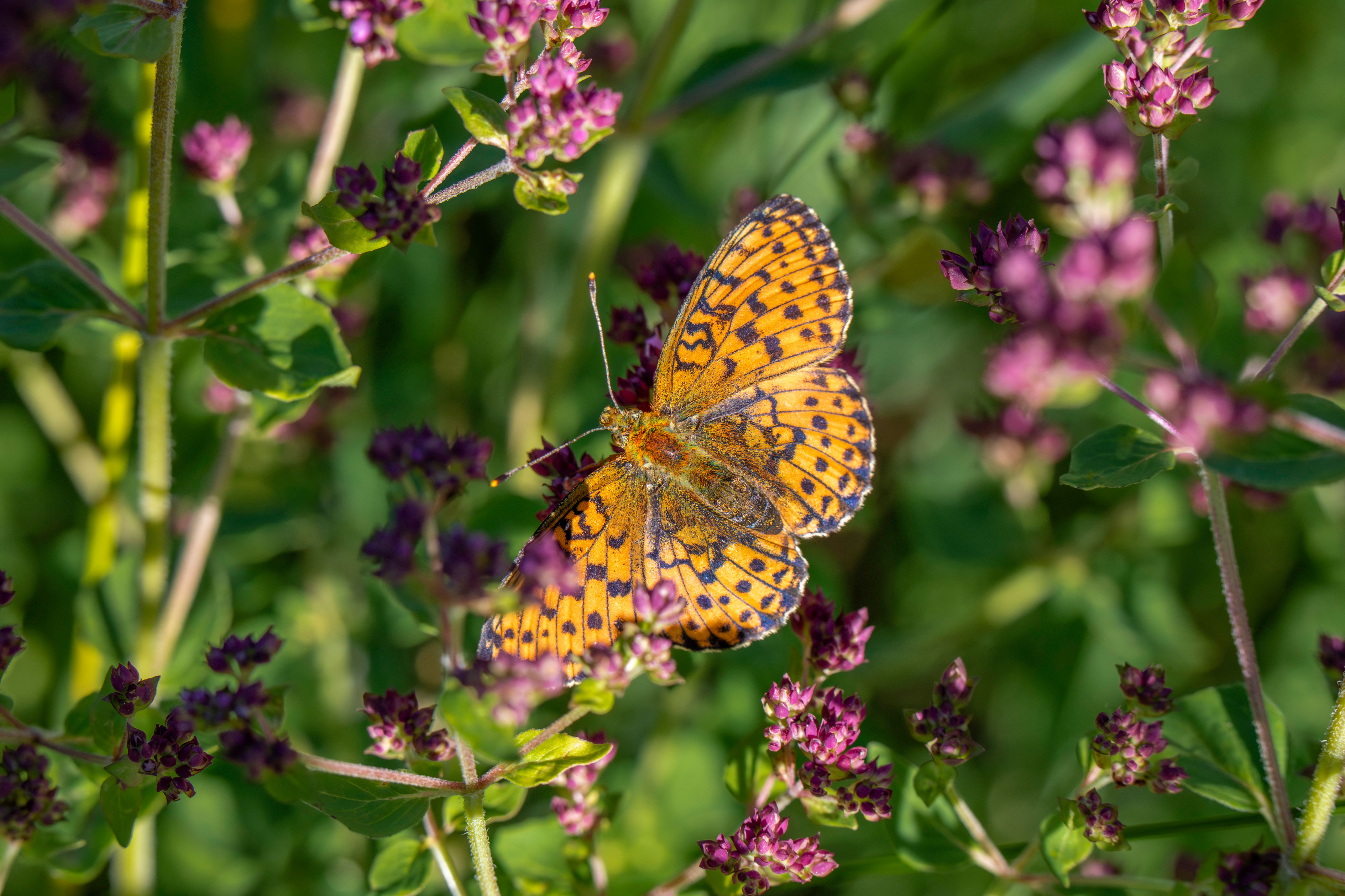 Wings of Lesser Marbled Fritillary Butterfly Among Purple Flowers ...