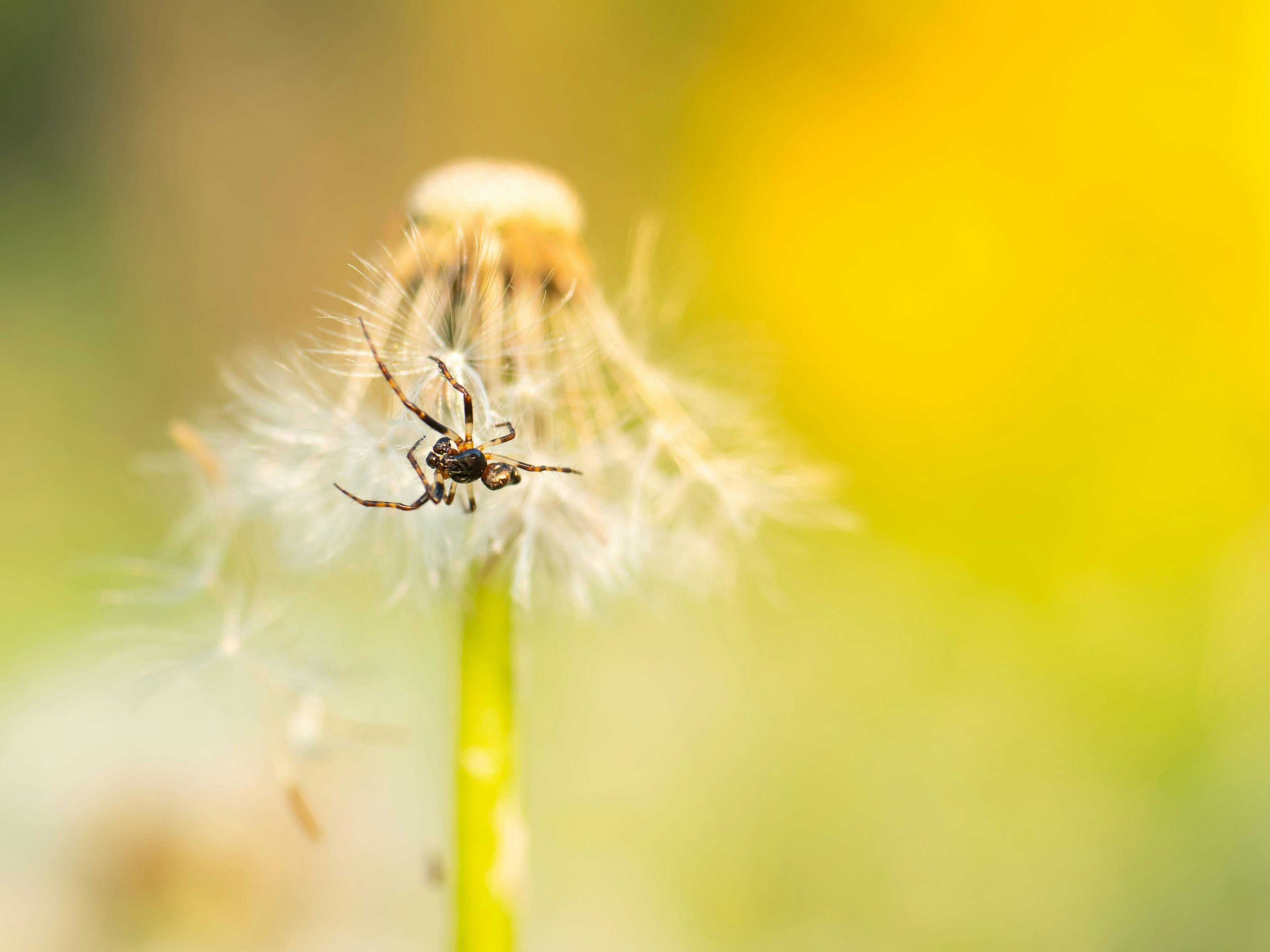 Spider on Dandelion Flower · Free Stock Photo
