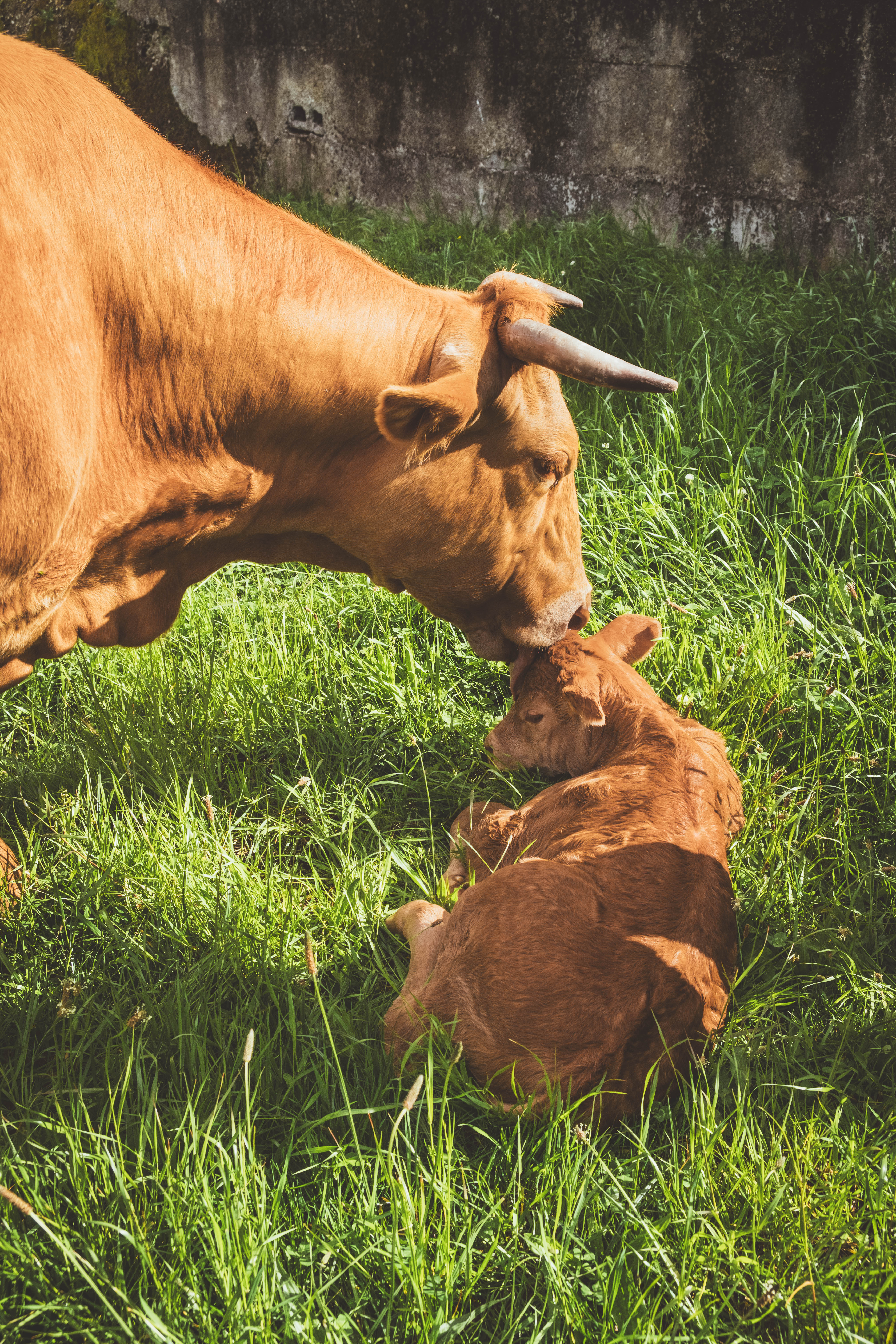 Calf Love Photos, Download The BEST Free Calf Love Stock Photos & HD Images