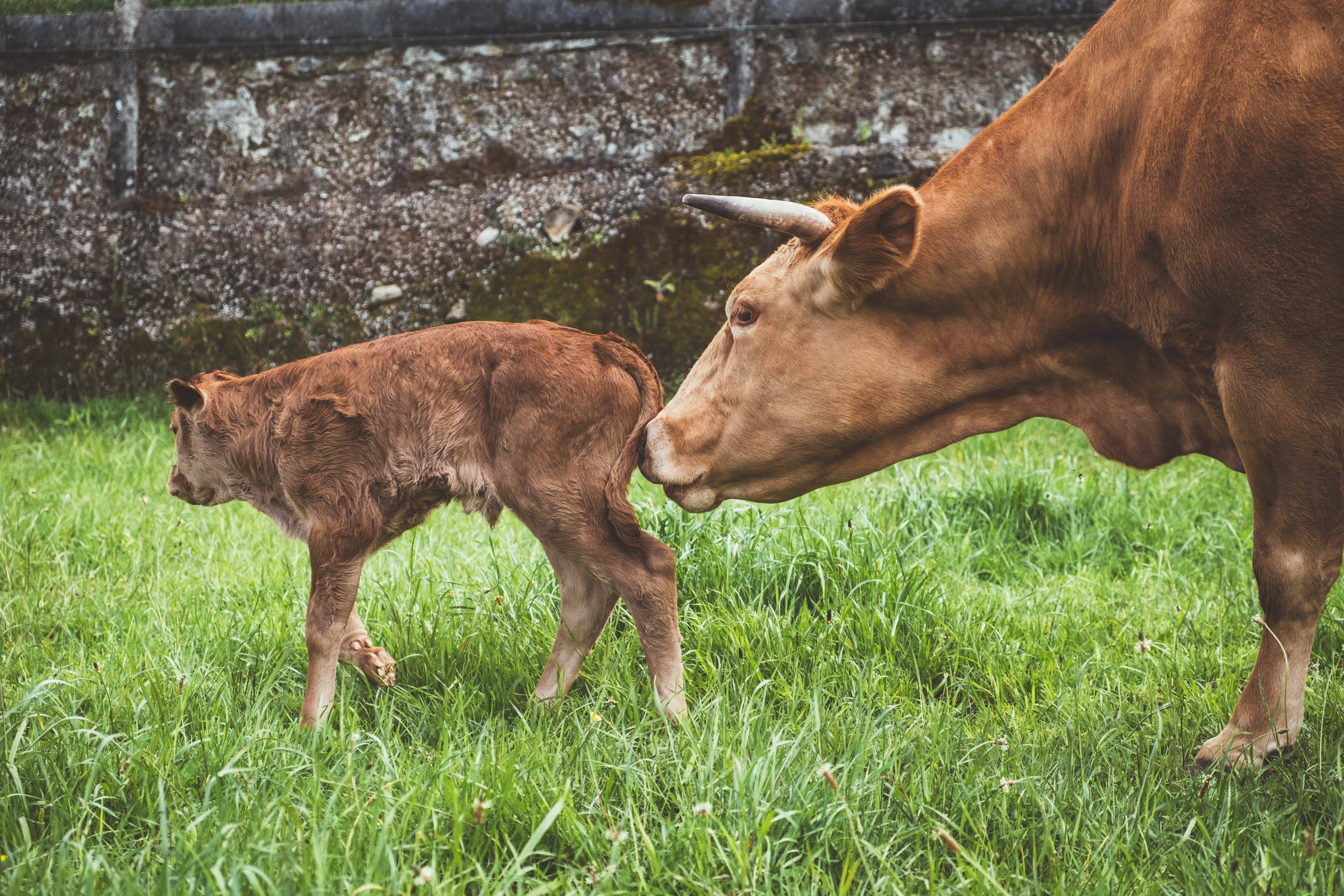 Cow Teaching a Calf to Walk · Free Stock Photo