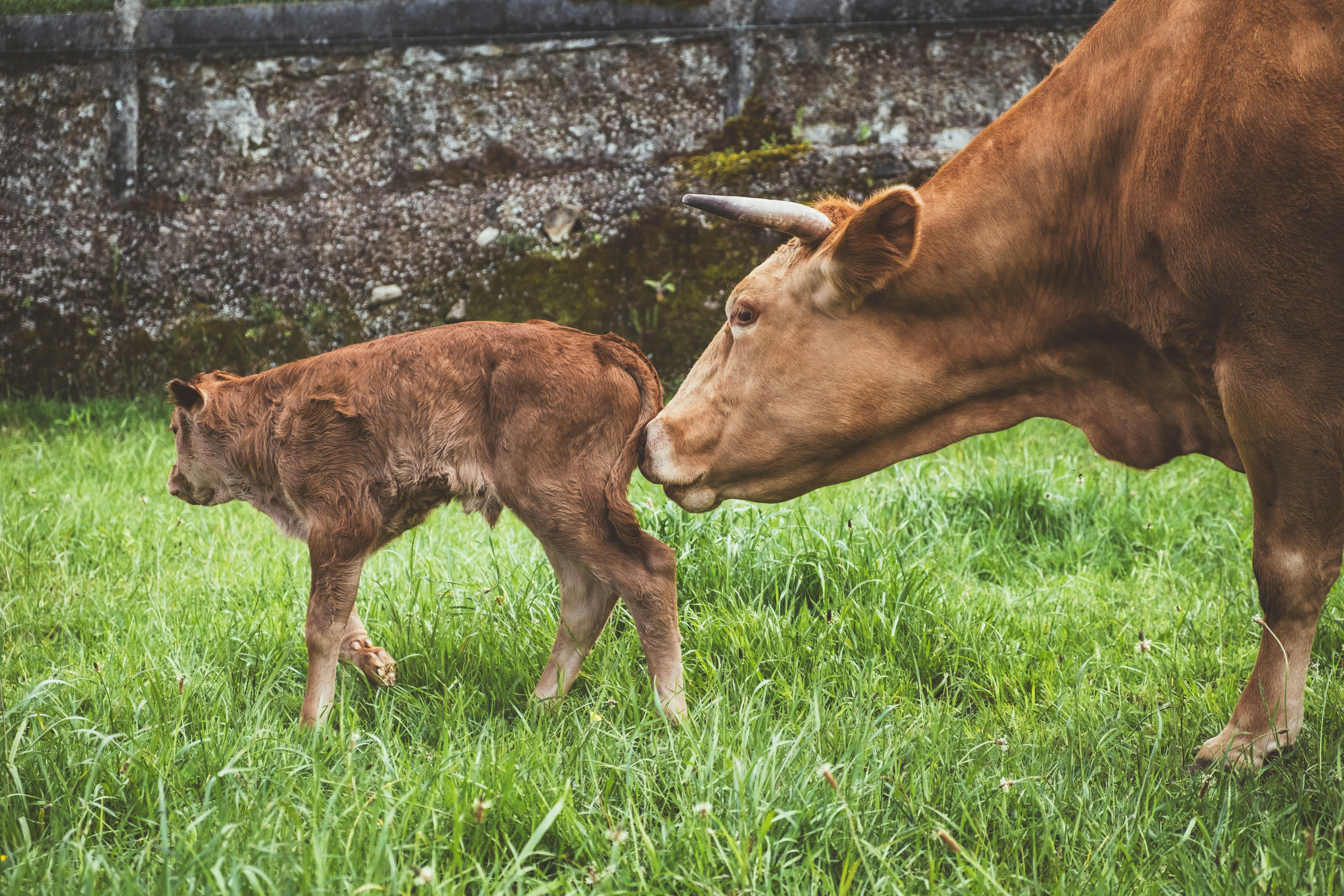 Nurturing Photos, Download The BEST Free Nurturing Stock Photos & HD Images