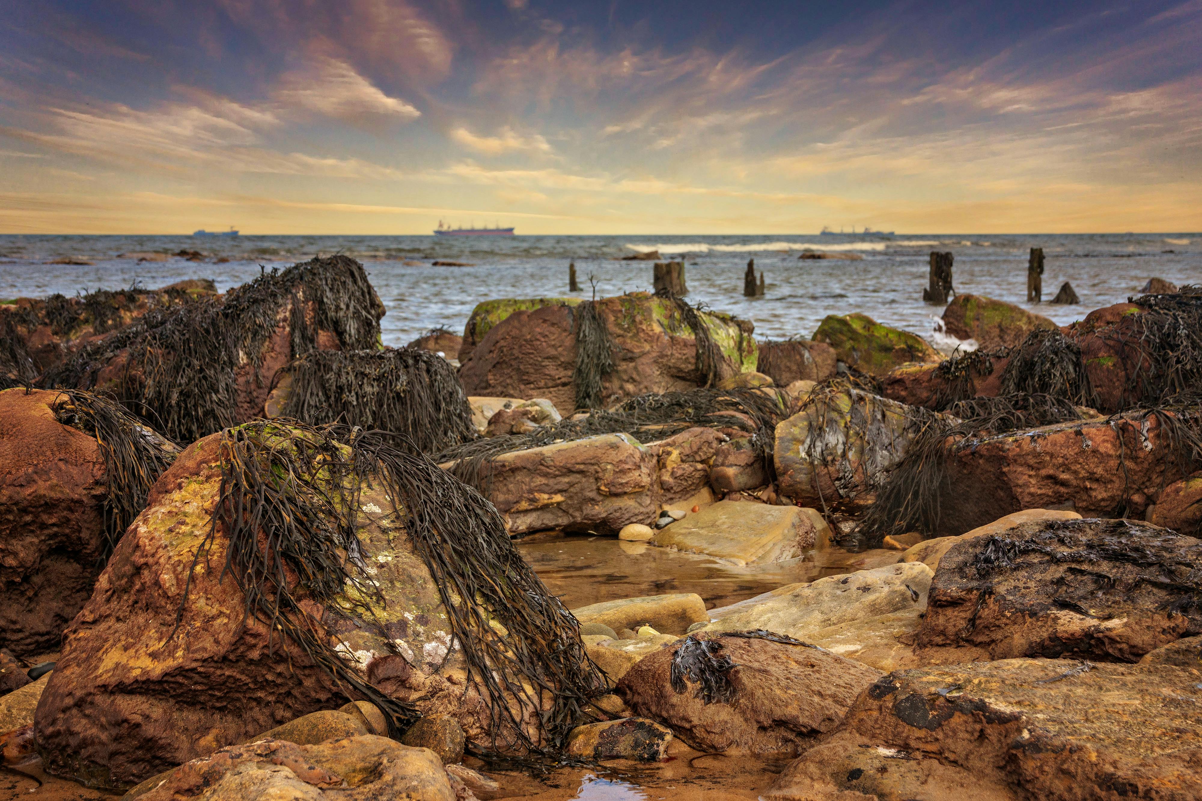 Seaweed on Rocks by Ocean · Free Stock Photo