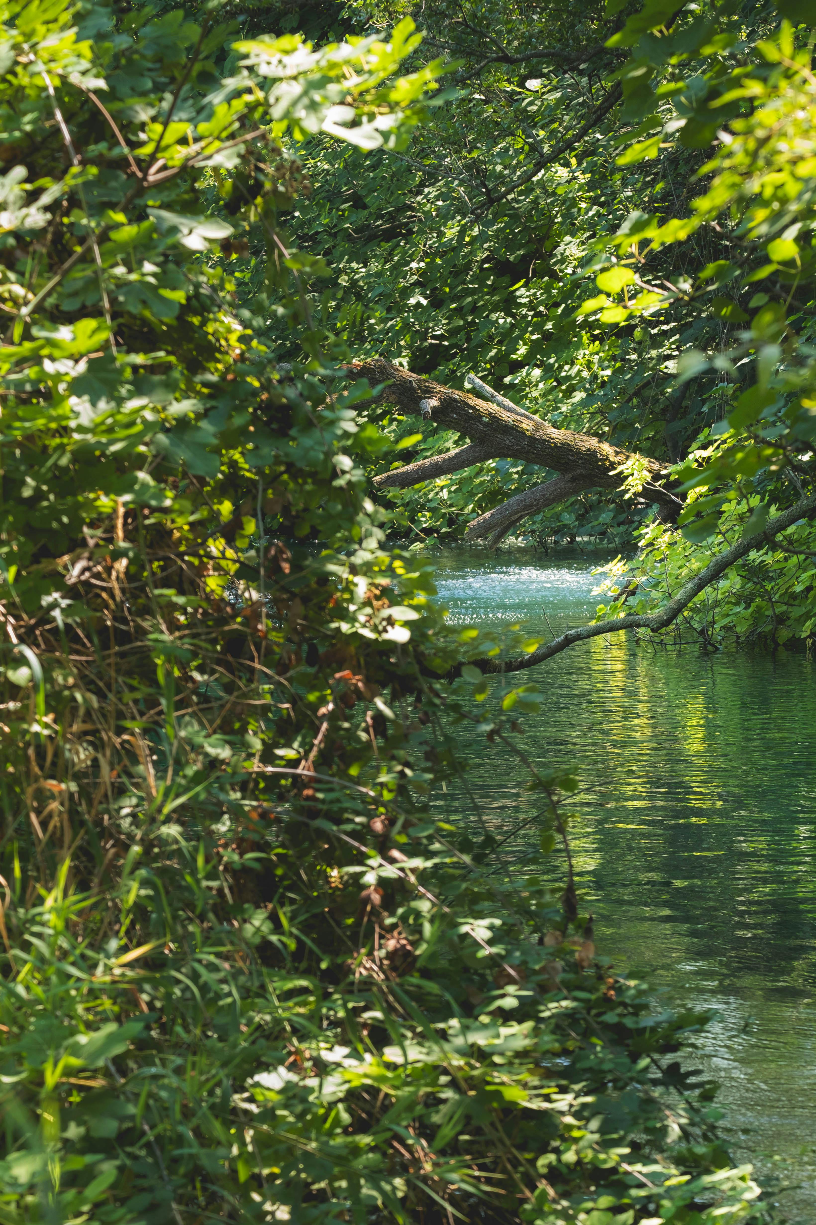 Trees Roofed Stream in Forest · Free Stock Photo