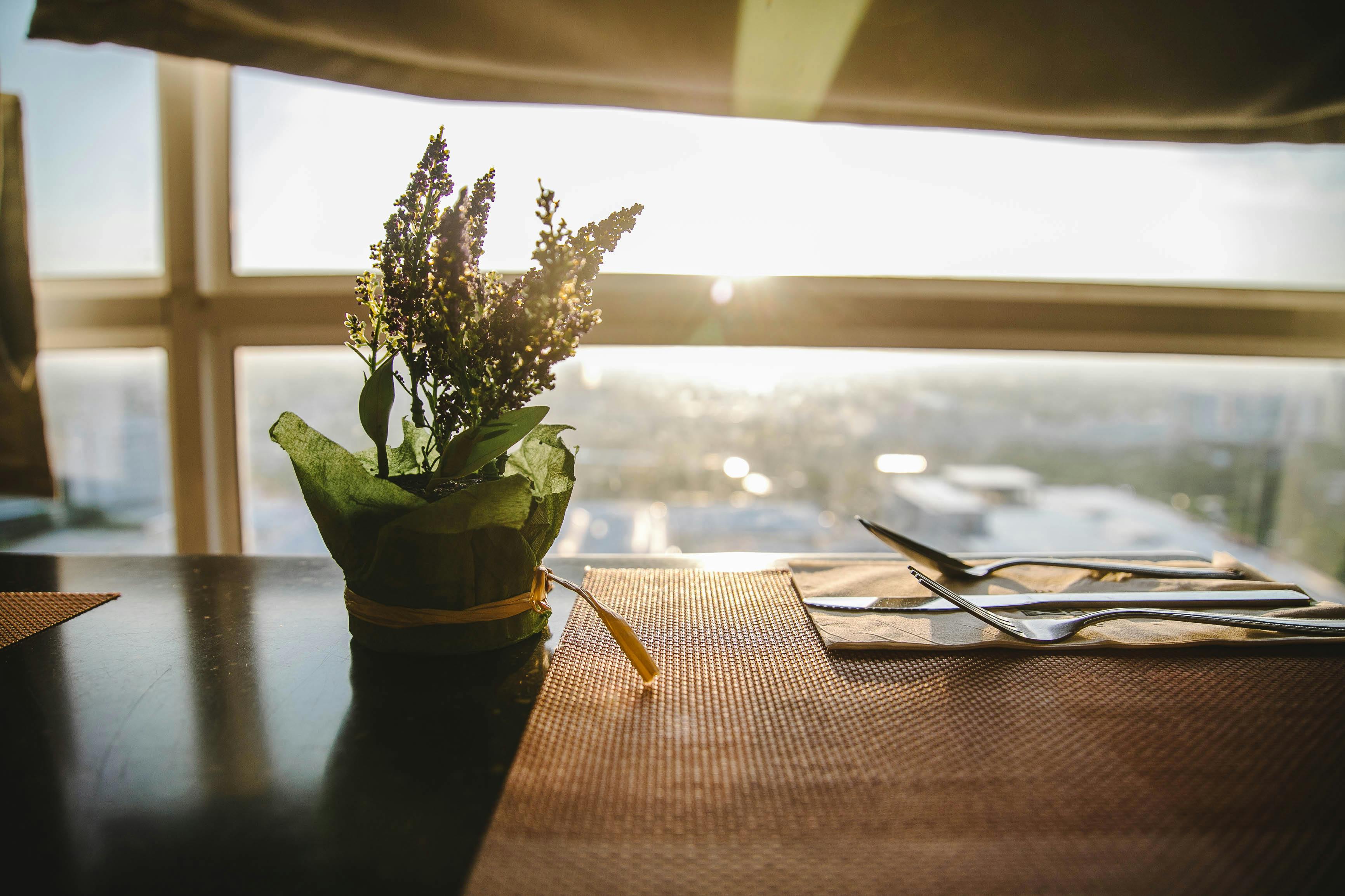 Green Flower With Pot on Table · Free Stock Photo