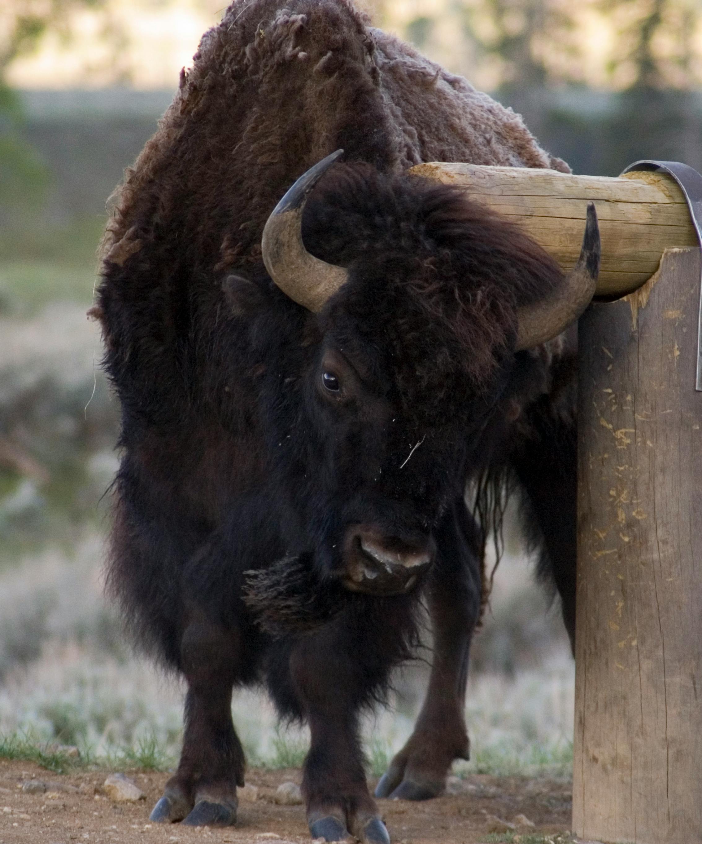 Buffalo Hooves Photos, Download The BEST Free Buffalo Hooves Stock ...