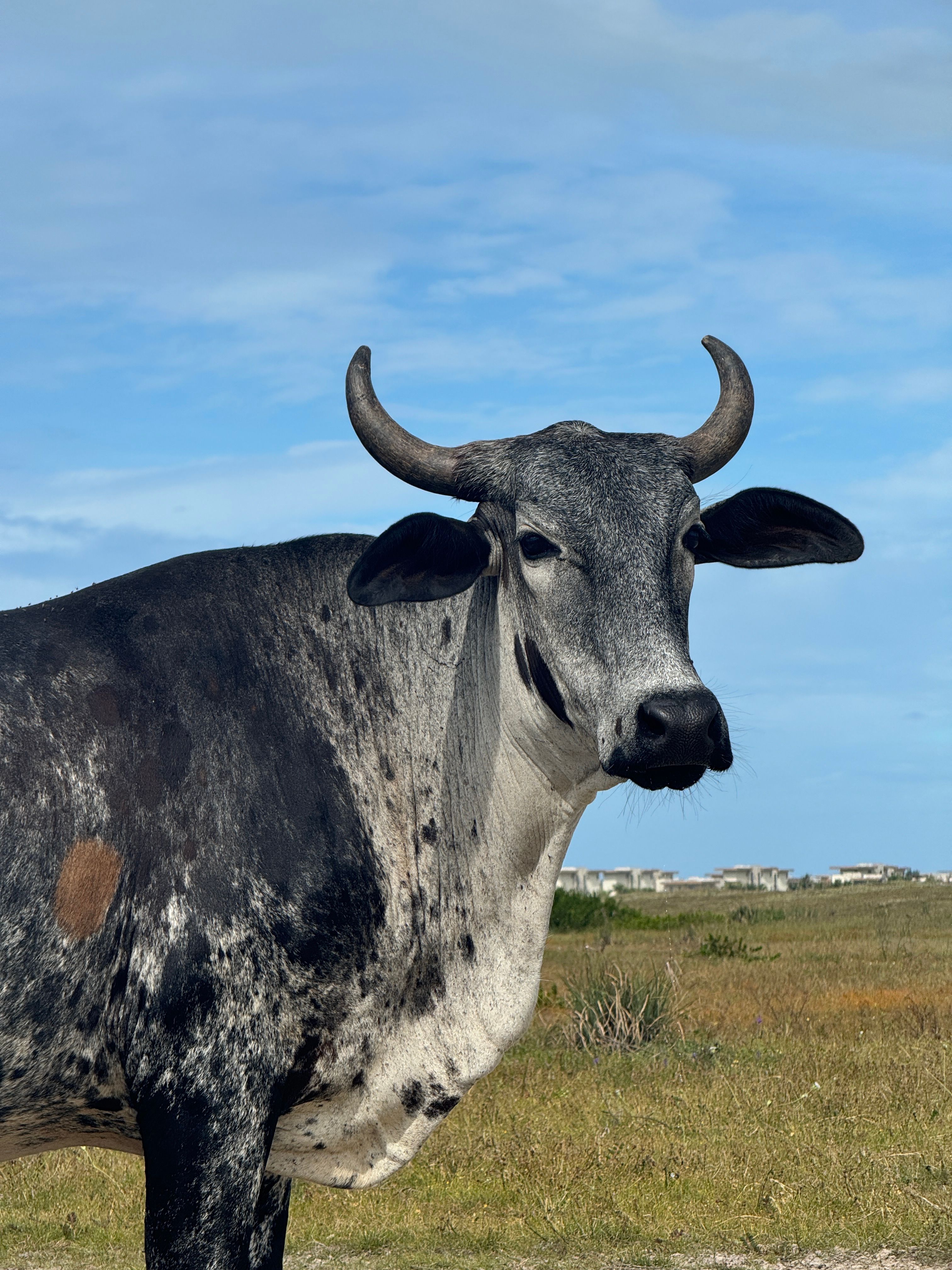 Foto stok gratis tentang agrikultura, alam, angonan, bangsa, banteng ...