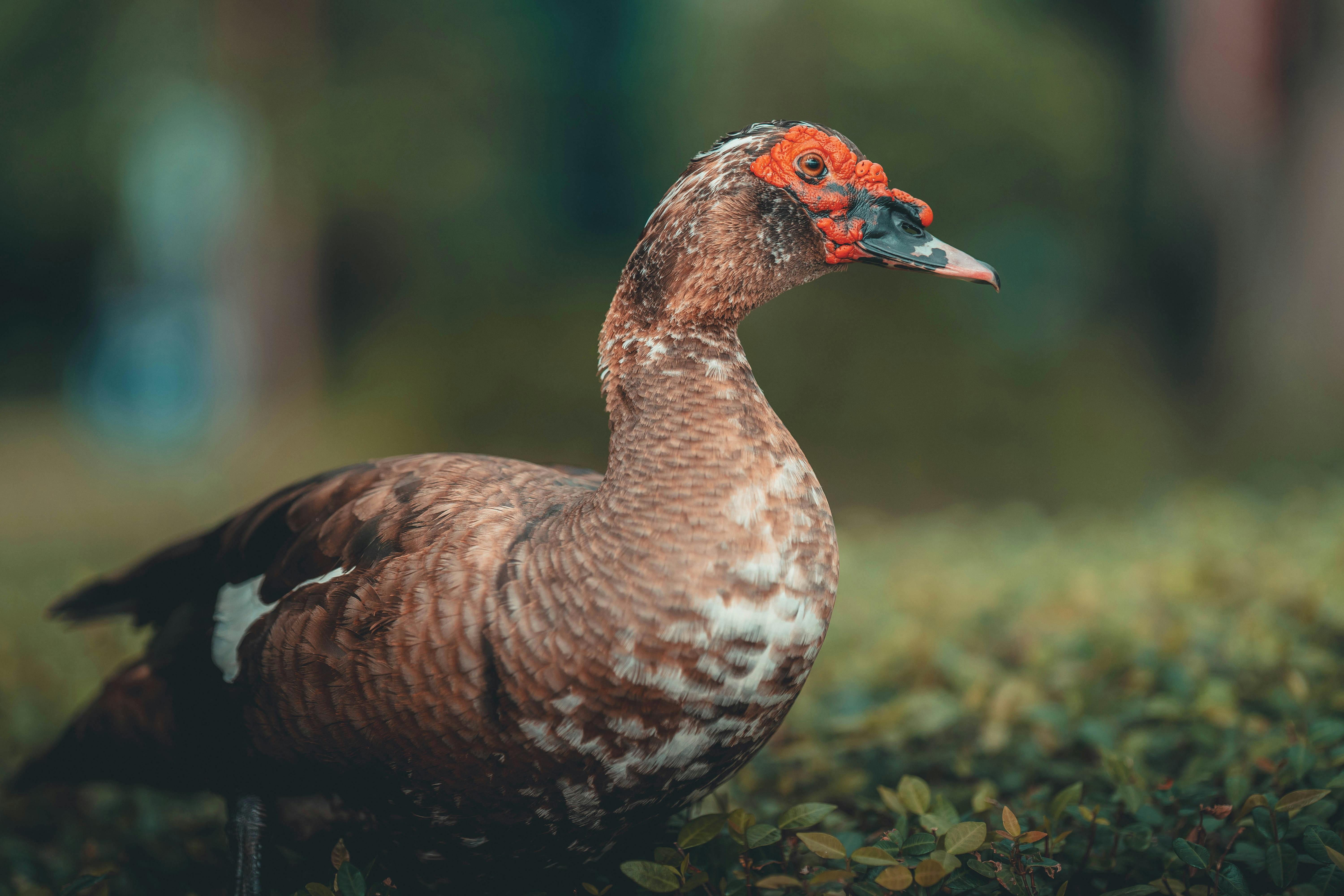 Selective Focus of Duck · Free Stock Photo