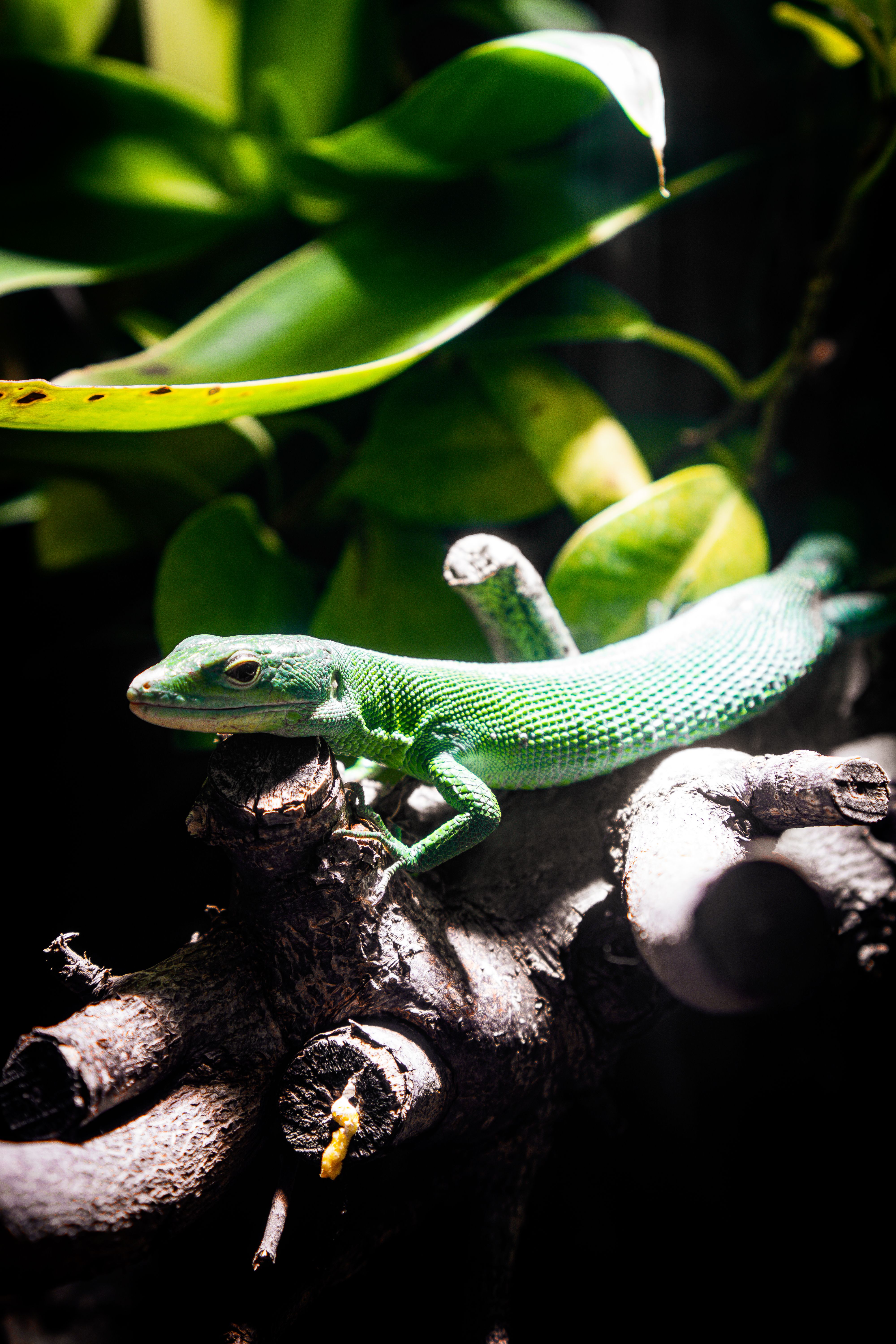 Portrait of a Green Lizard · Free Stock Photo