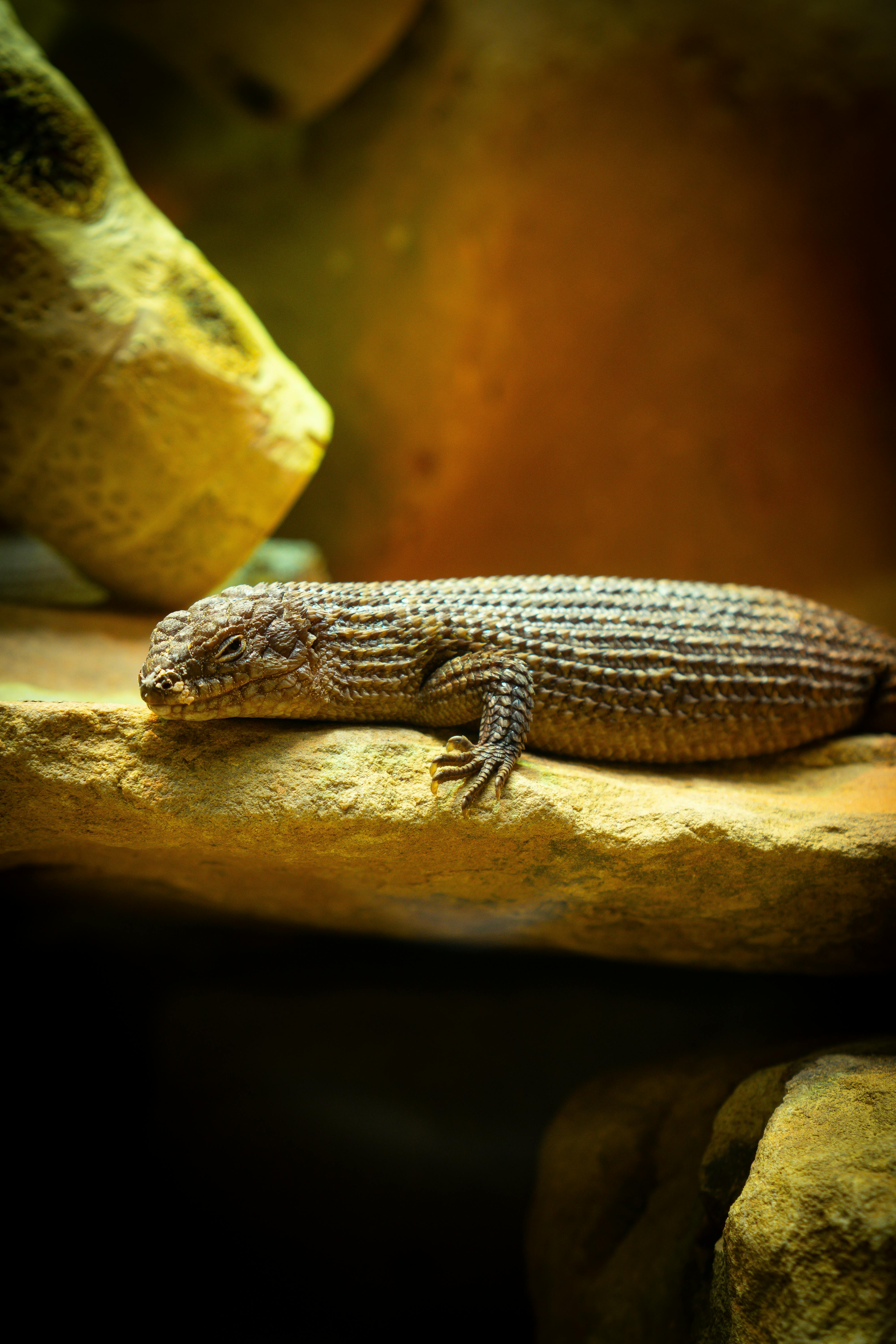 Brown Lizard Lying on a Stone · Free Stock Photo
