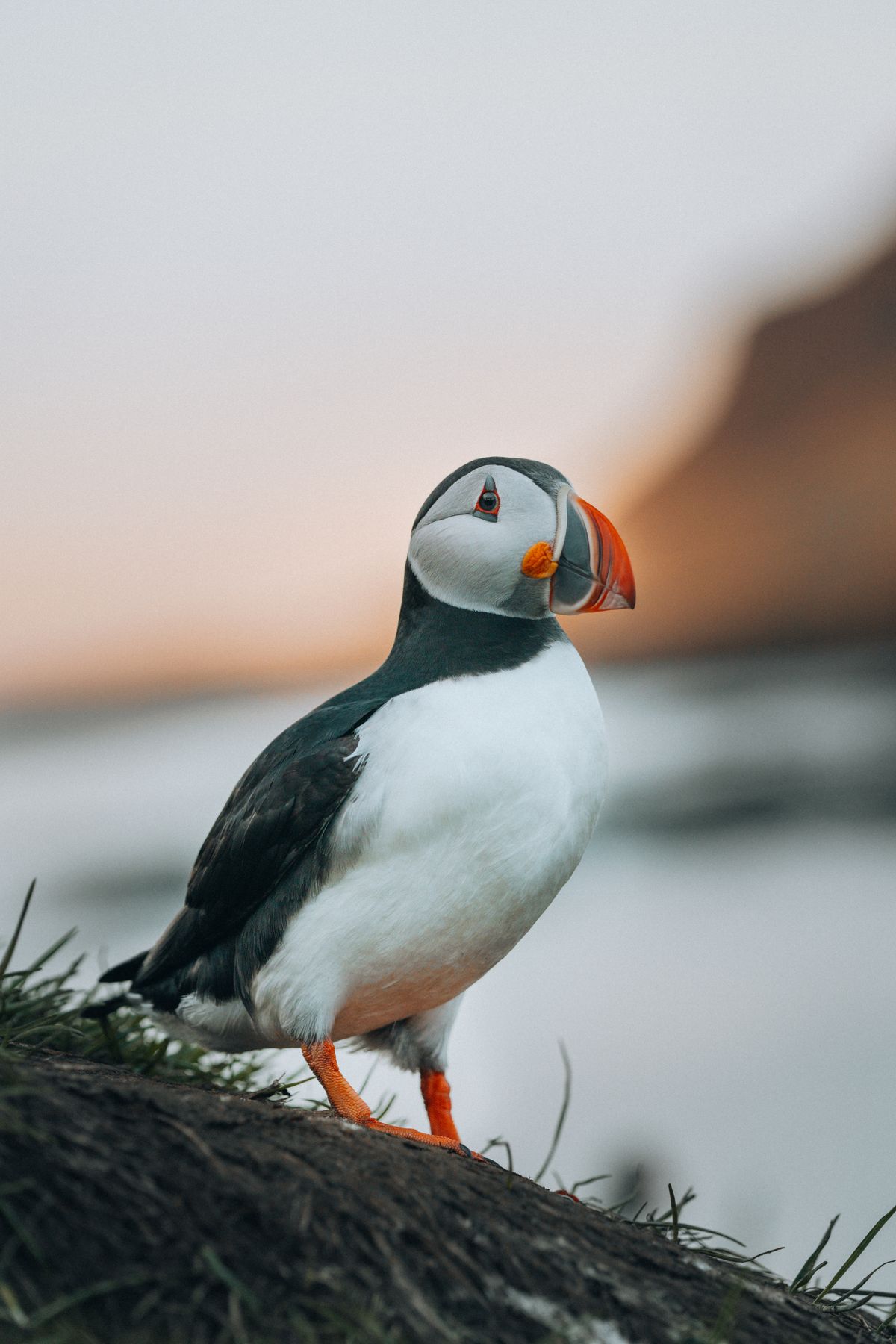 Puffin Photos, Download The BEST Free Puffin Stock Photos & HD Images