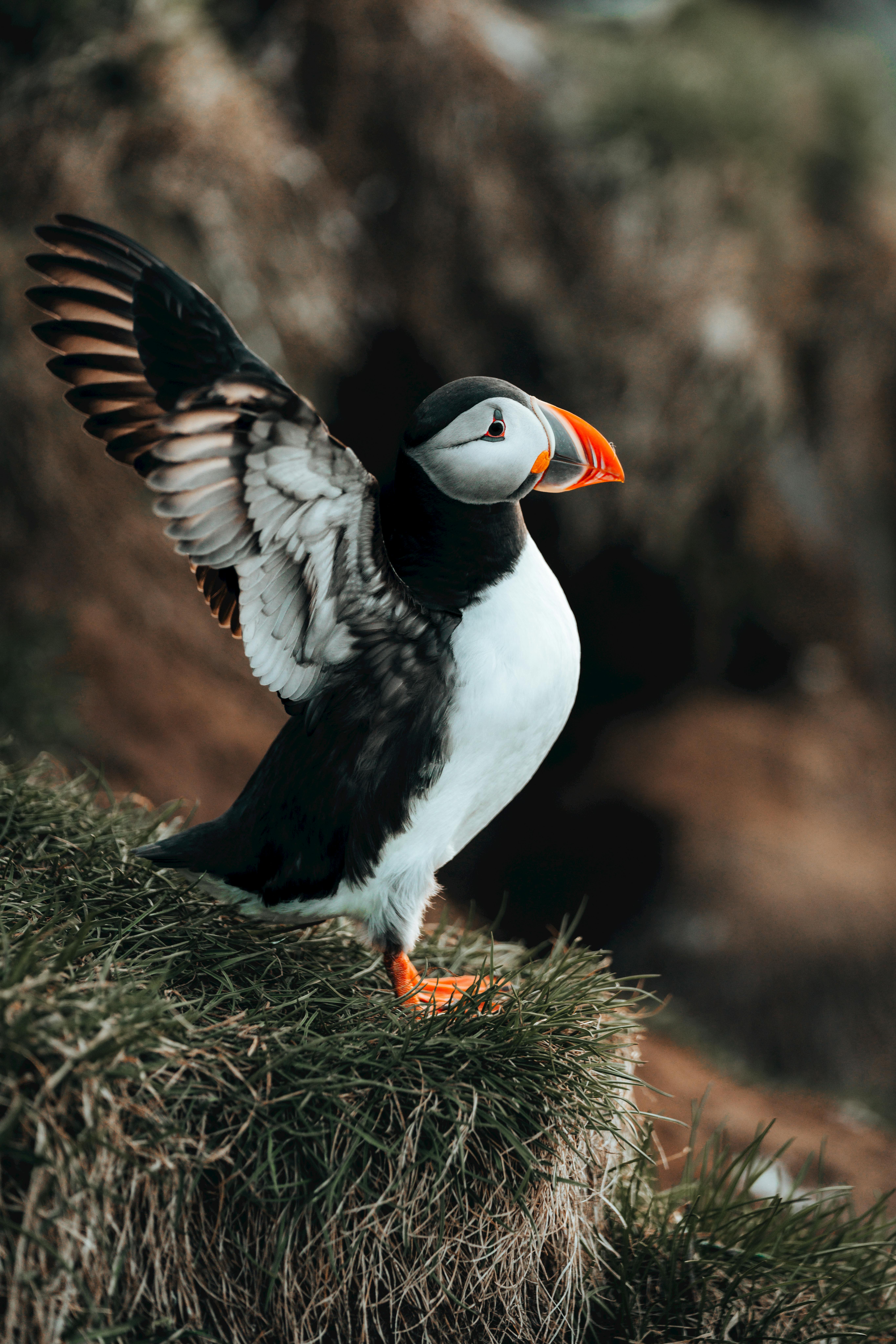 Puffin Flapping its Wings Standing atop Cliff · Free Stock Photo