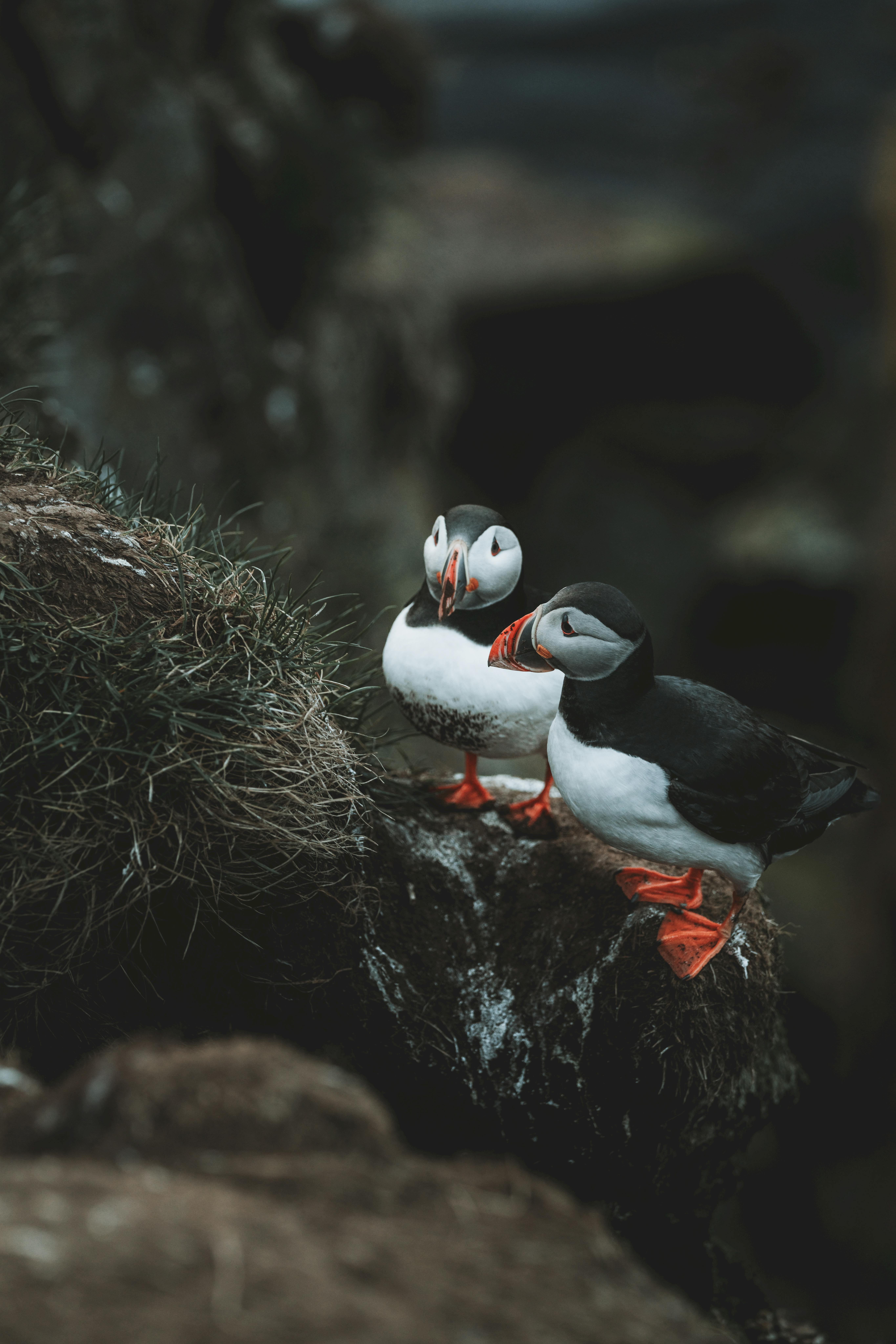 Three Puffins · Free Stock Photo