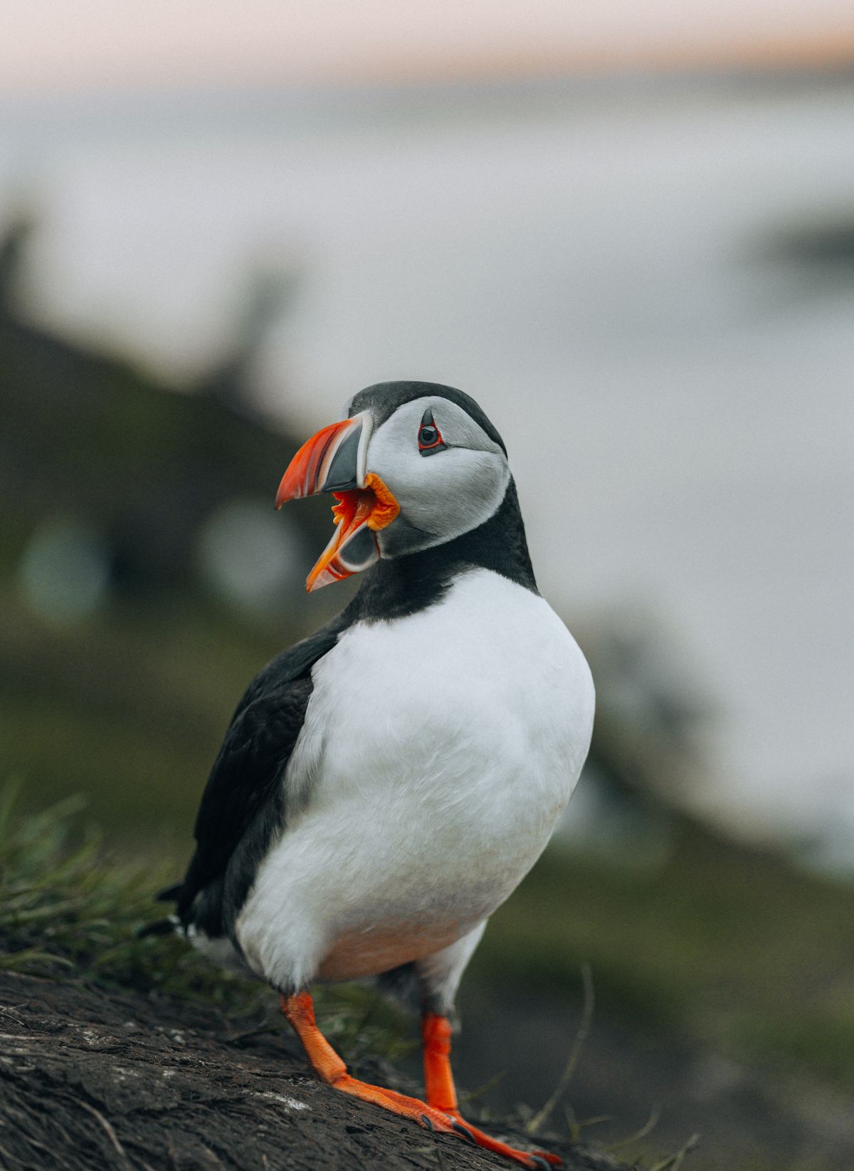 Puffin Photos, Download The BEST Free Puffin Stock Photos & HD Images