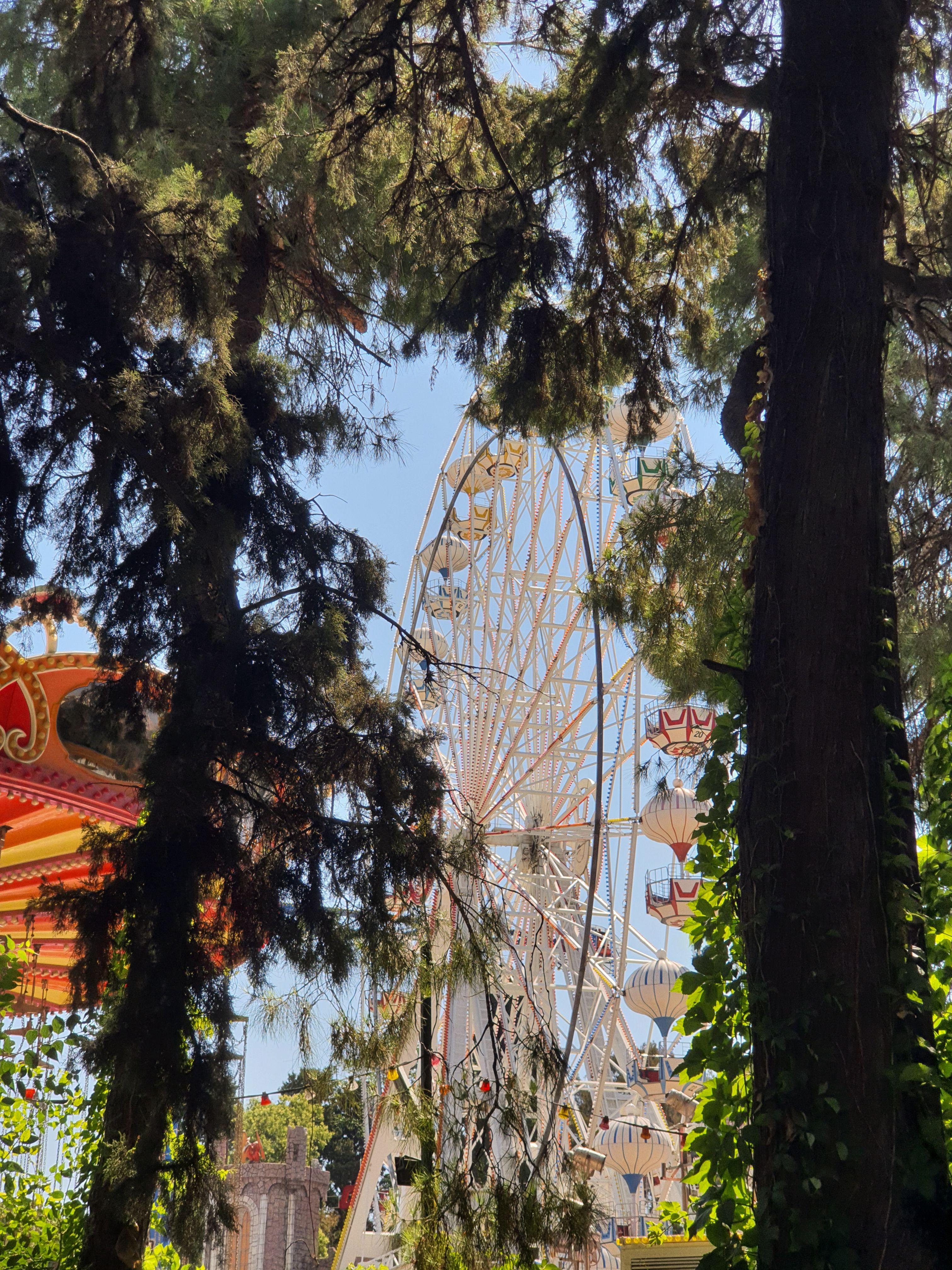 Ferris Wheel behind Evergreen Trees · Free Stock Photo