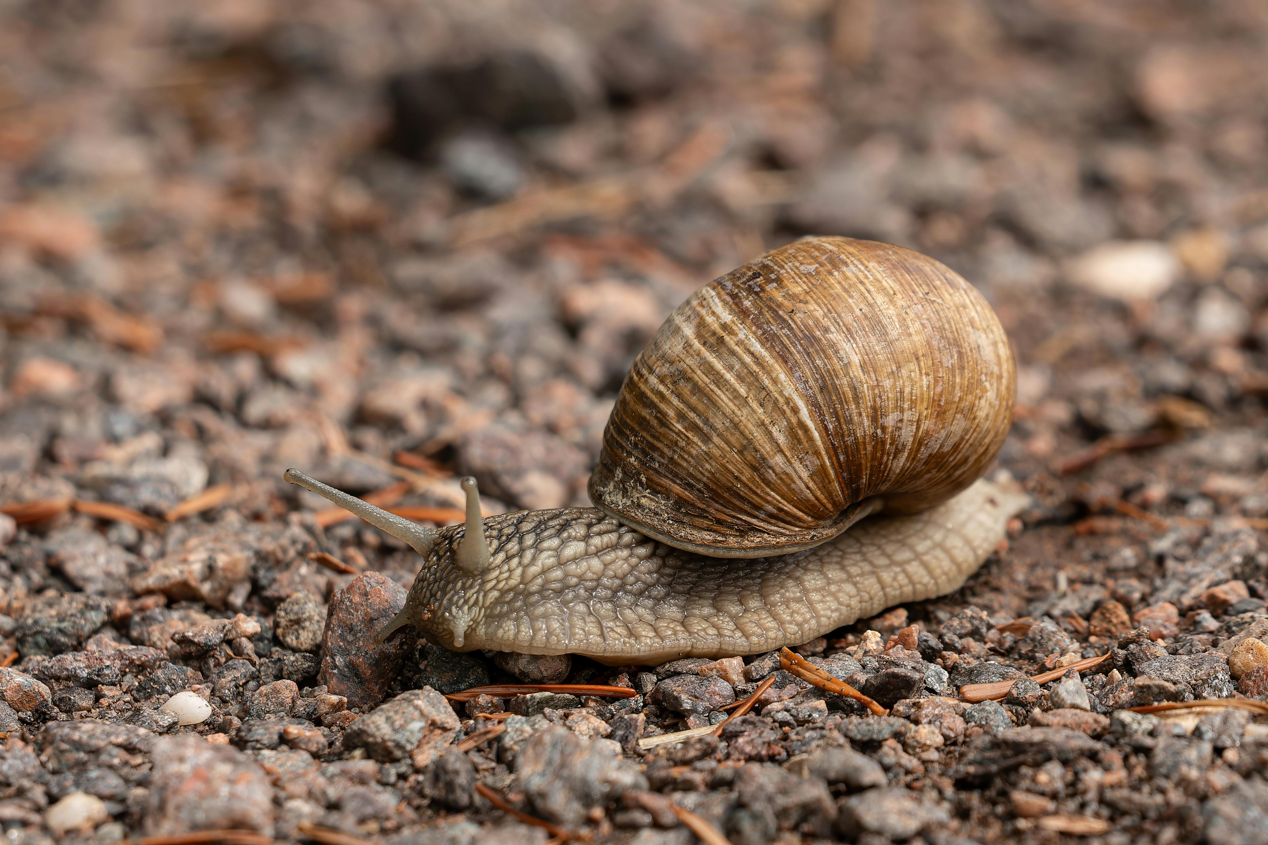 A snail on the way · Free Stock Photo