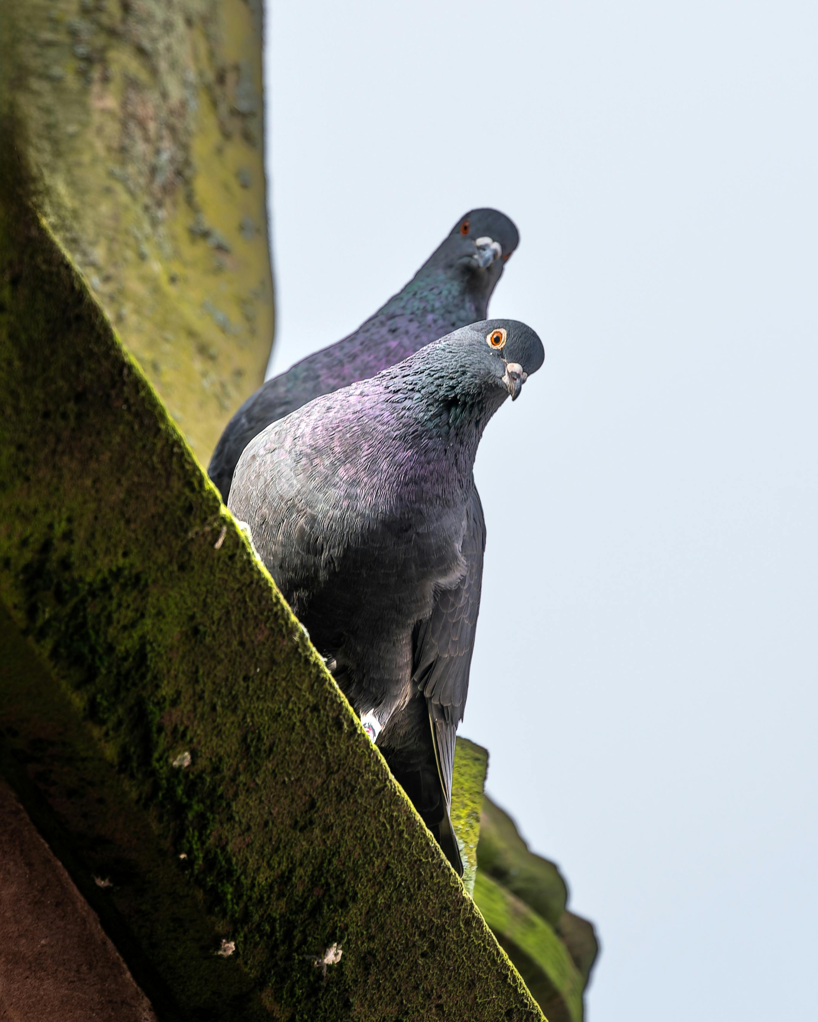 Two pigeons in the city · Free Stock Photo