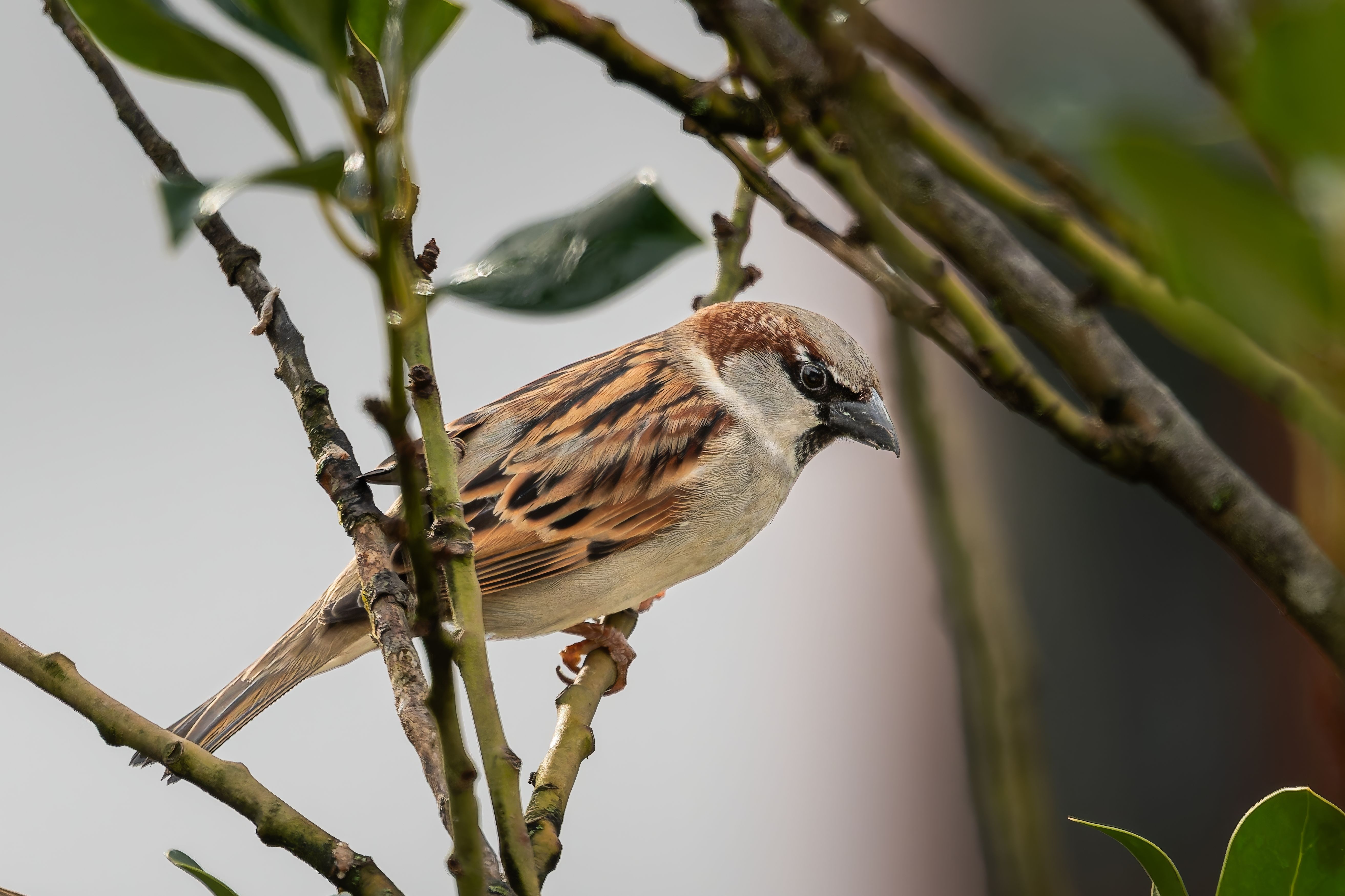 Sparrow Bird in Nature · Free Stock Photo