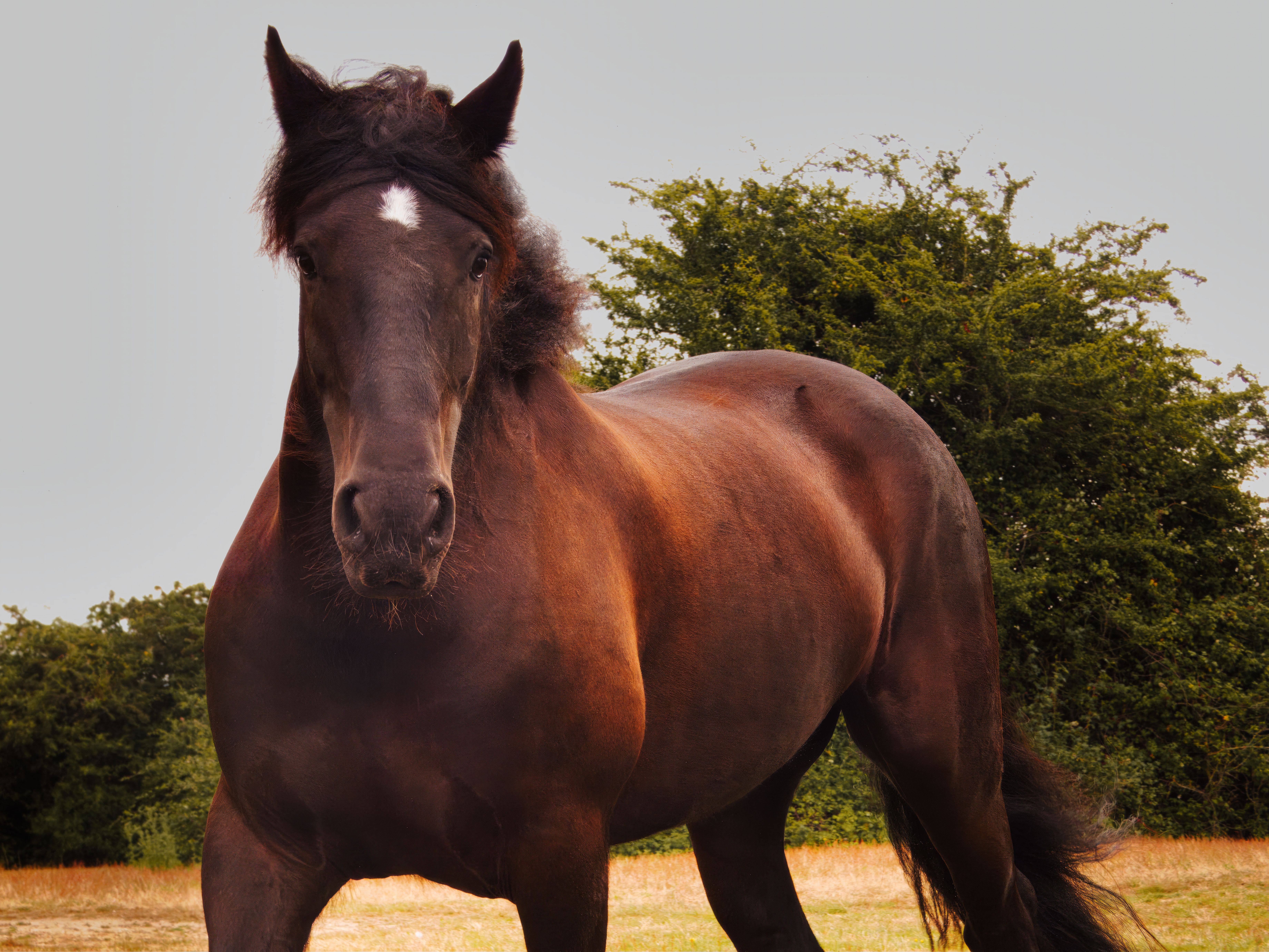 Portrait of Horse at Field · Free Stock Photo