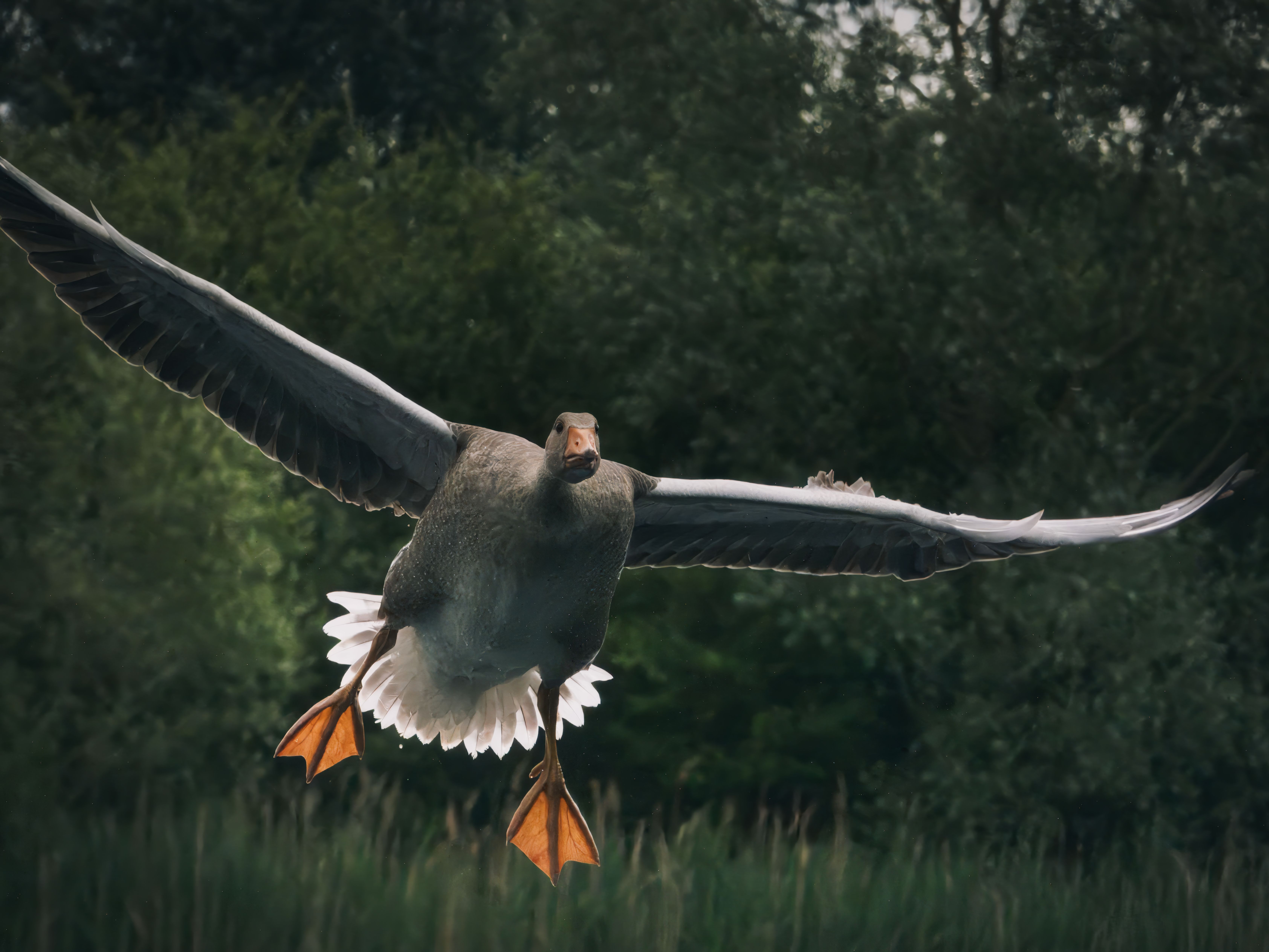 Selective Focus of Flying Goose · Free Stock Photo