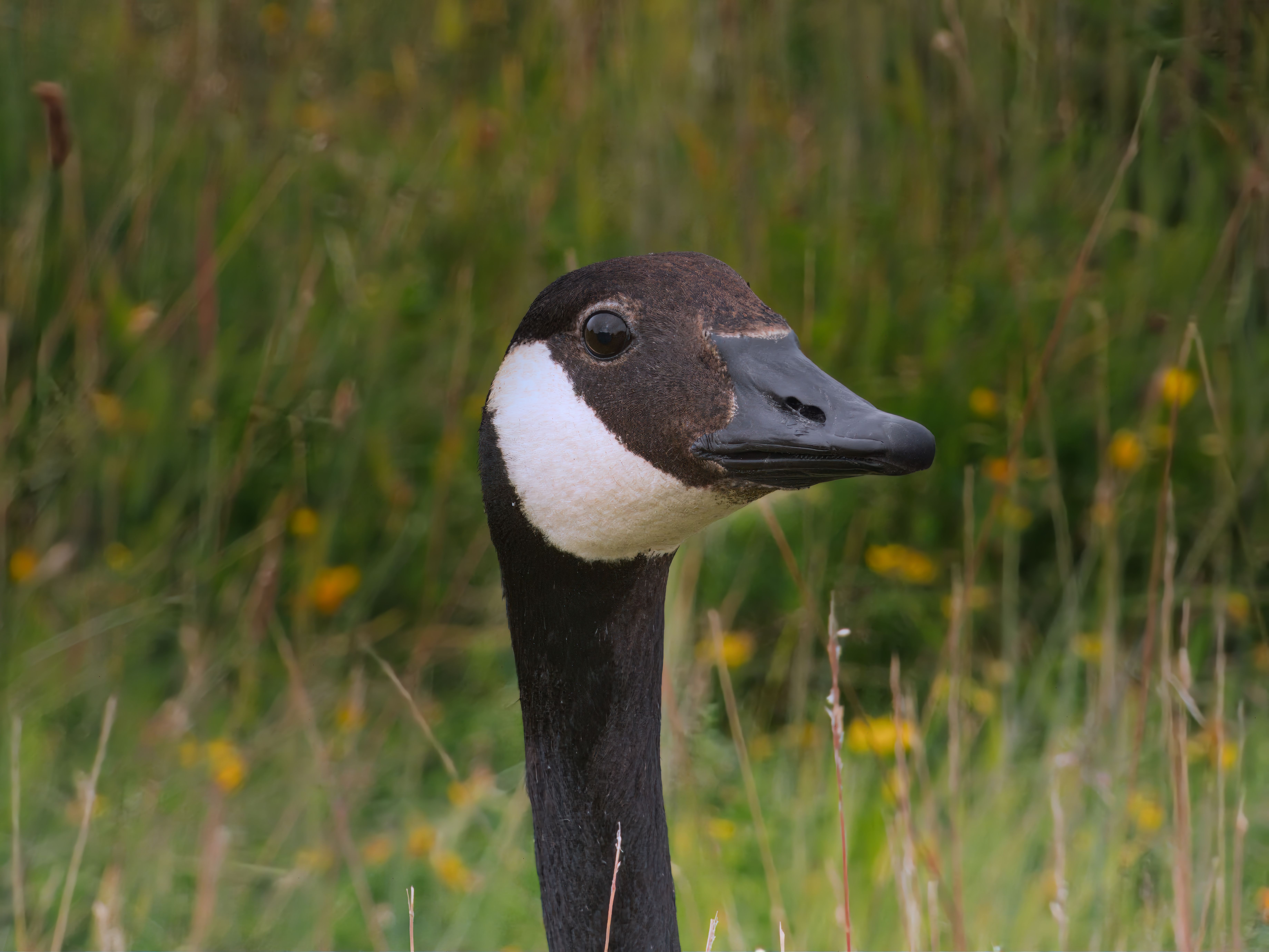 Portrait of a Canada Goose · Free Stock Photo