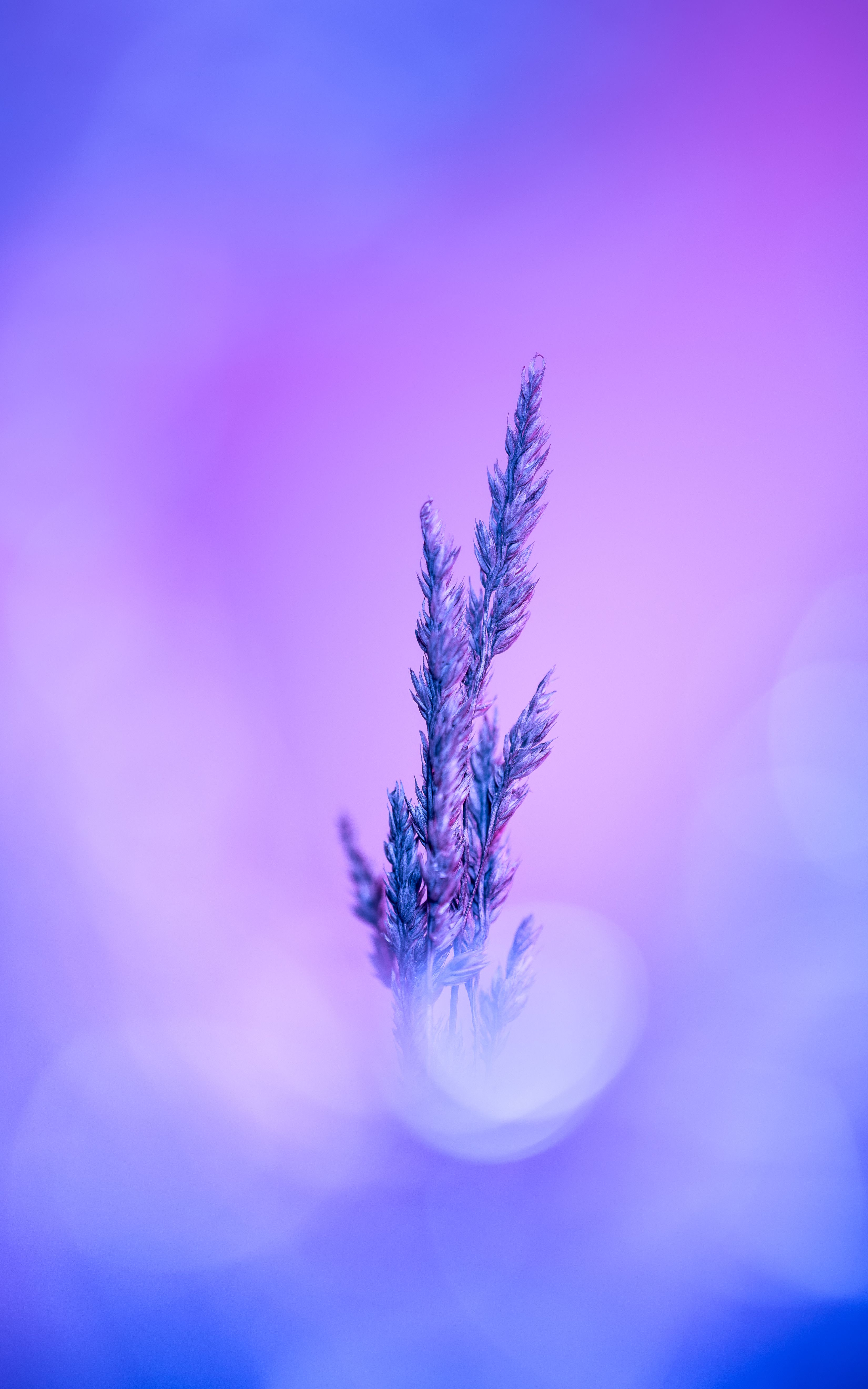 Calm Colors Purple Photos, Download The BEST Free Calm Colors Purple ...