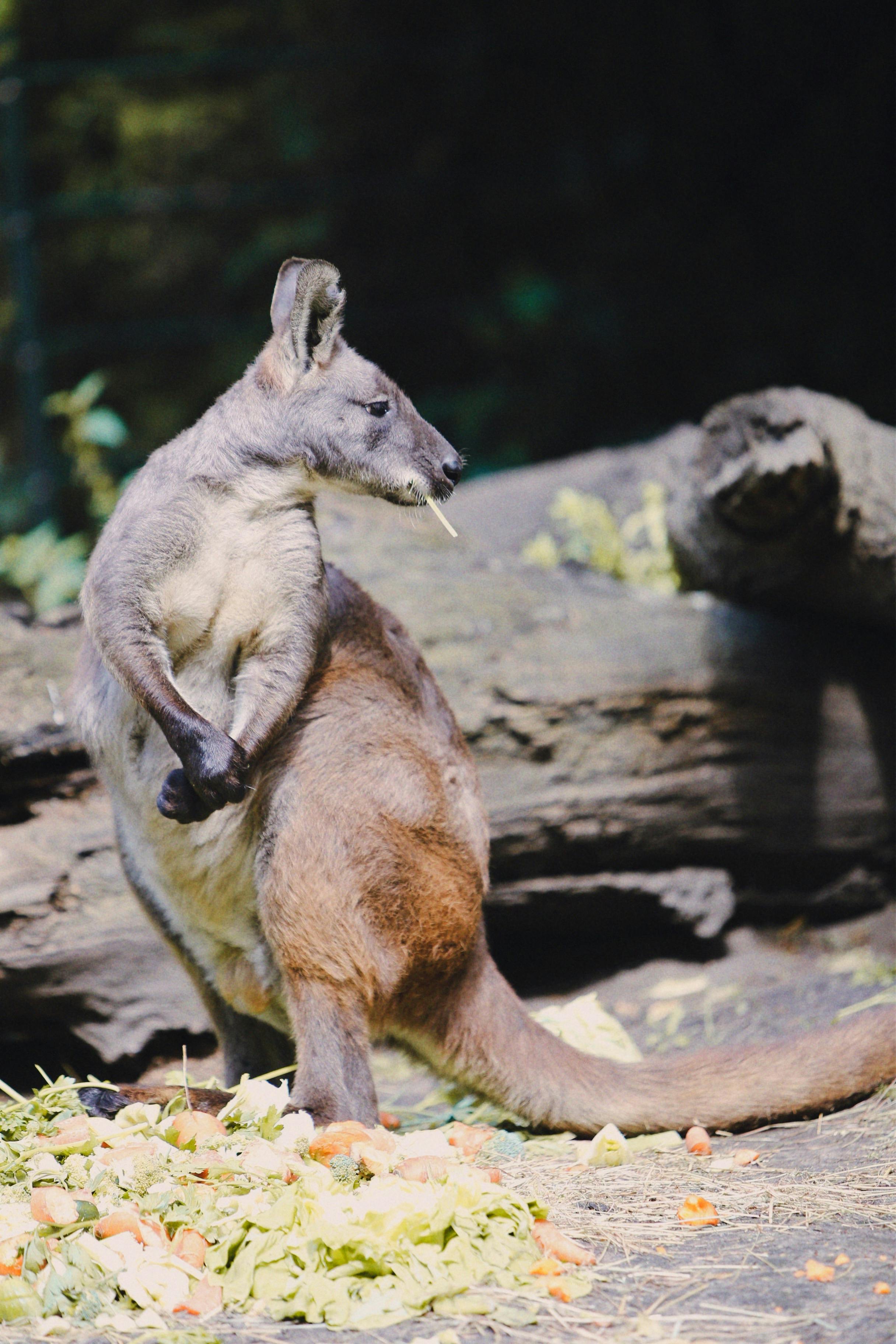 Kangaroo Log Photos, Download The BEST Free Kangaroo Log Stock Photos ...
