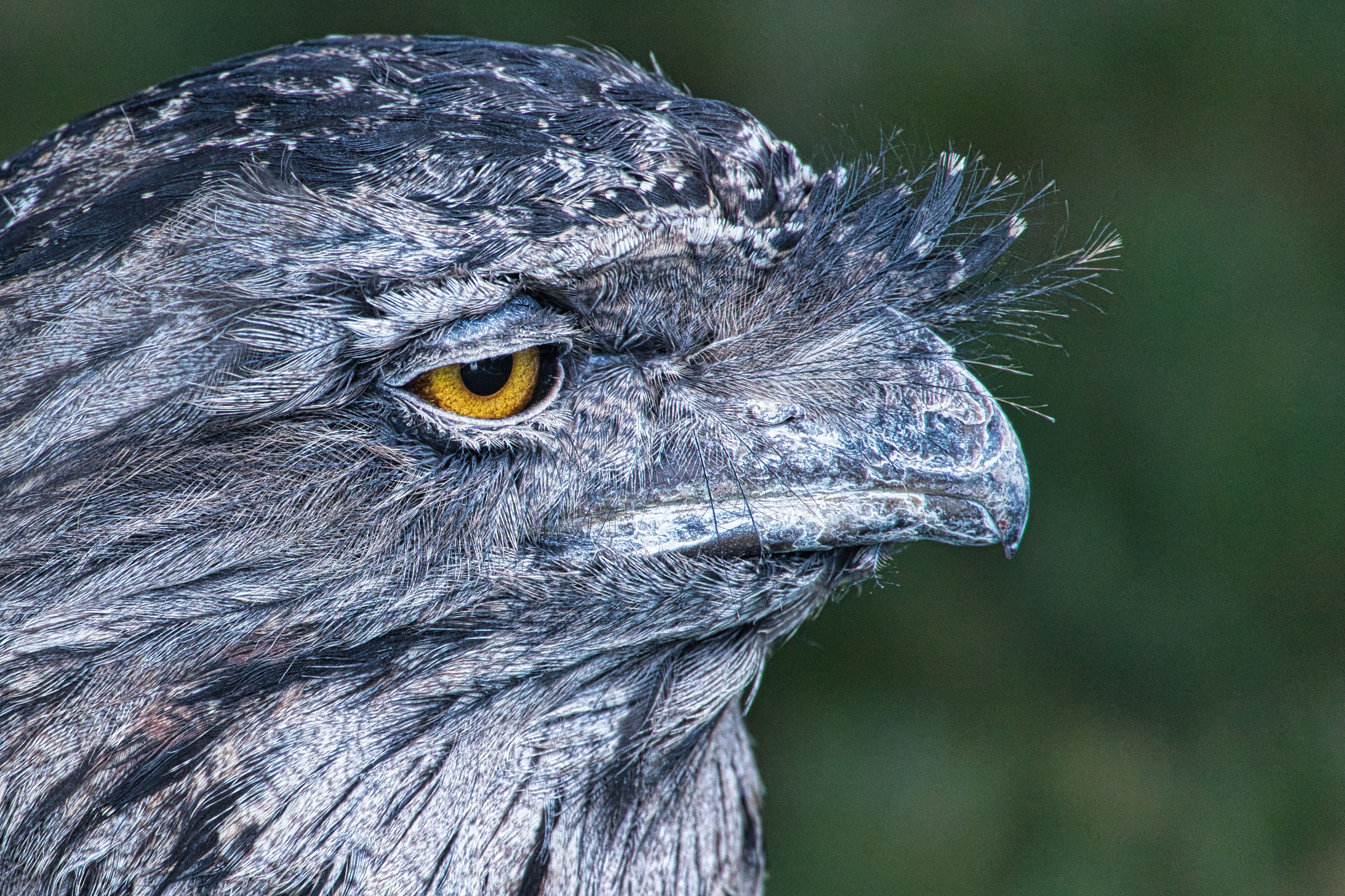 Head of Tawny Frogmouth · Free Stock Photo