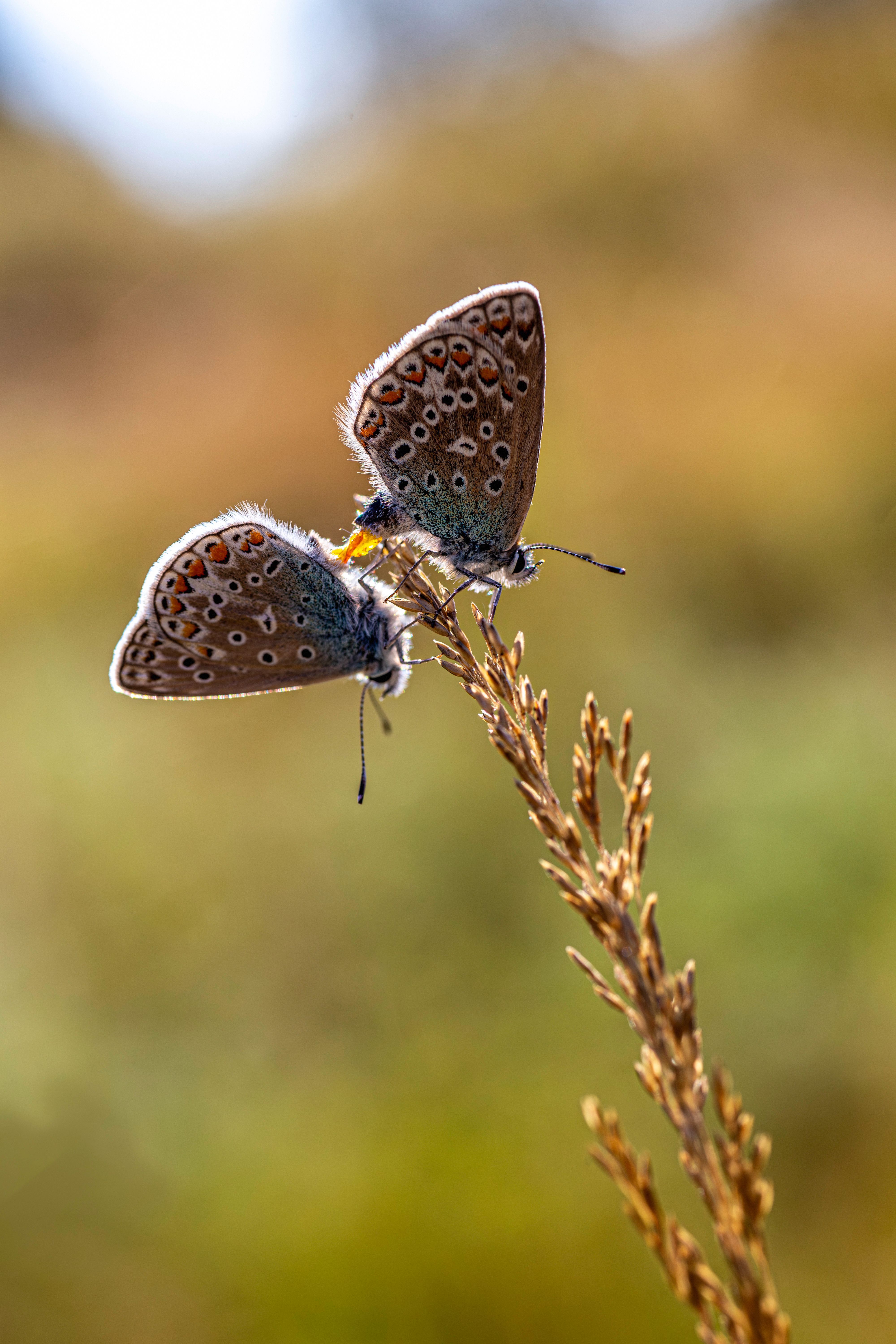 Two Common Blue Butterflies Perching on Grass · Free Stock Photo
