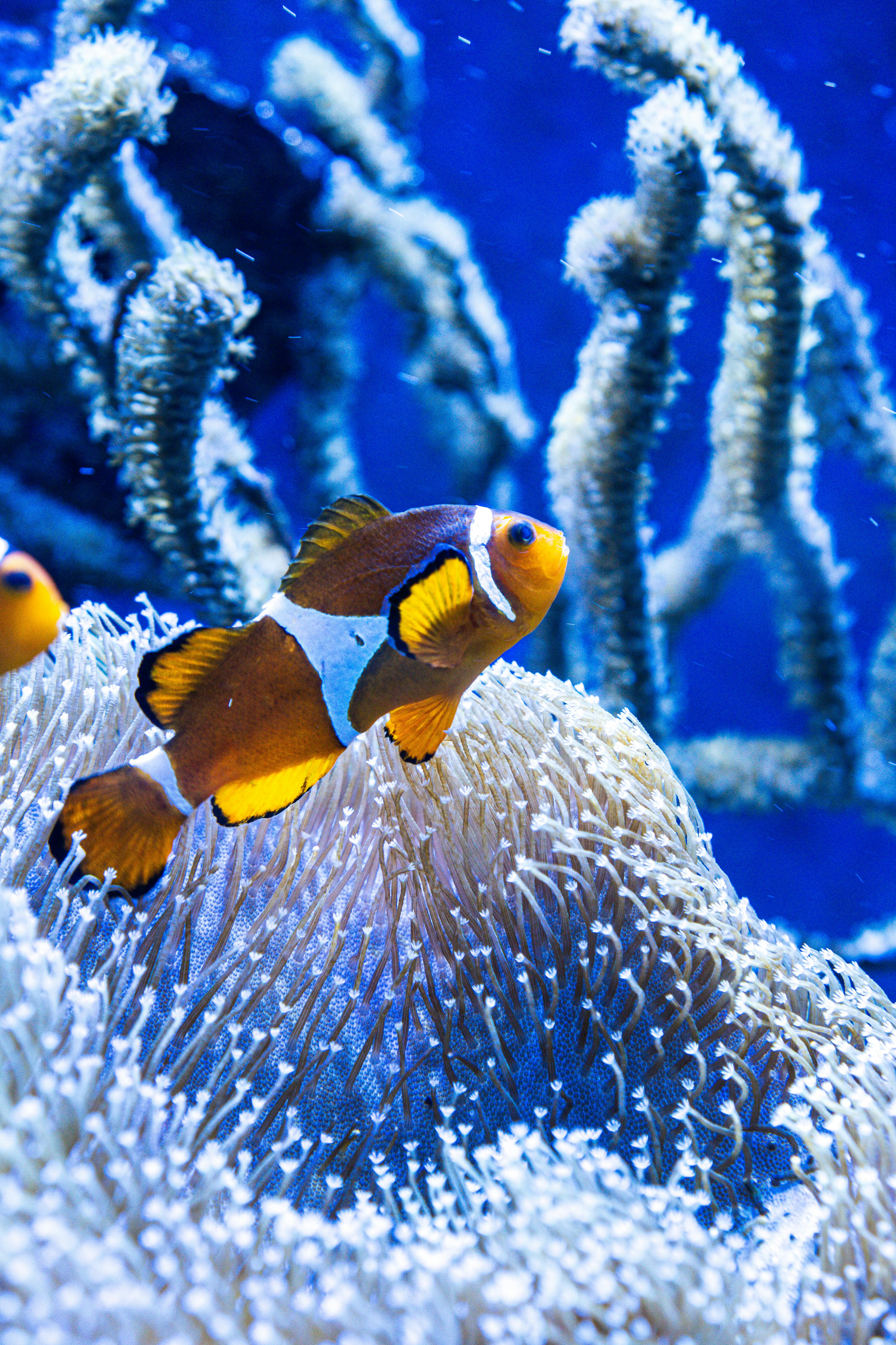 Two clown fish swimming in an aquarium · Free Stock Photo