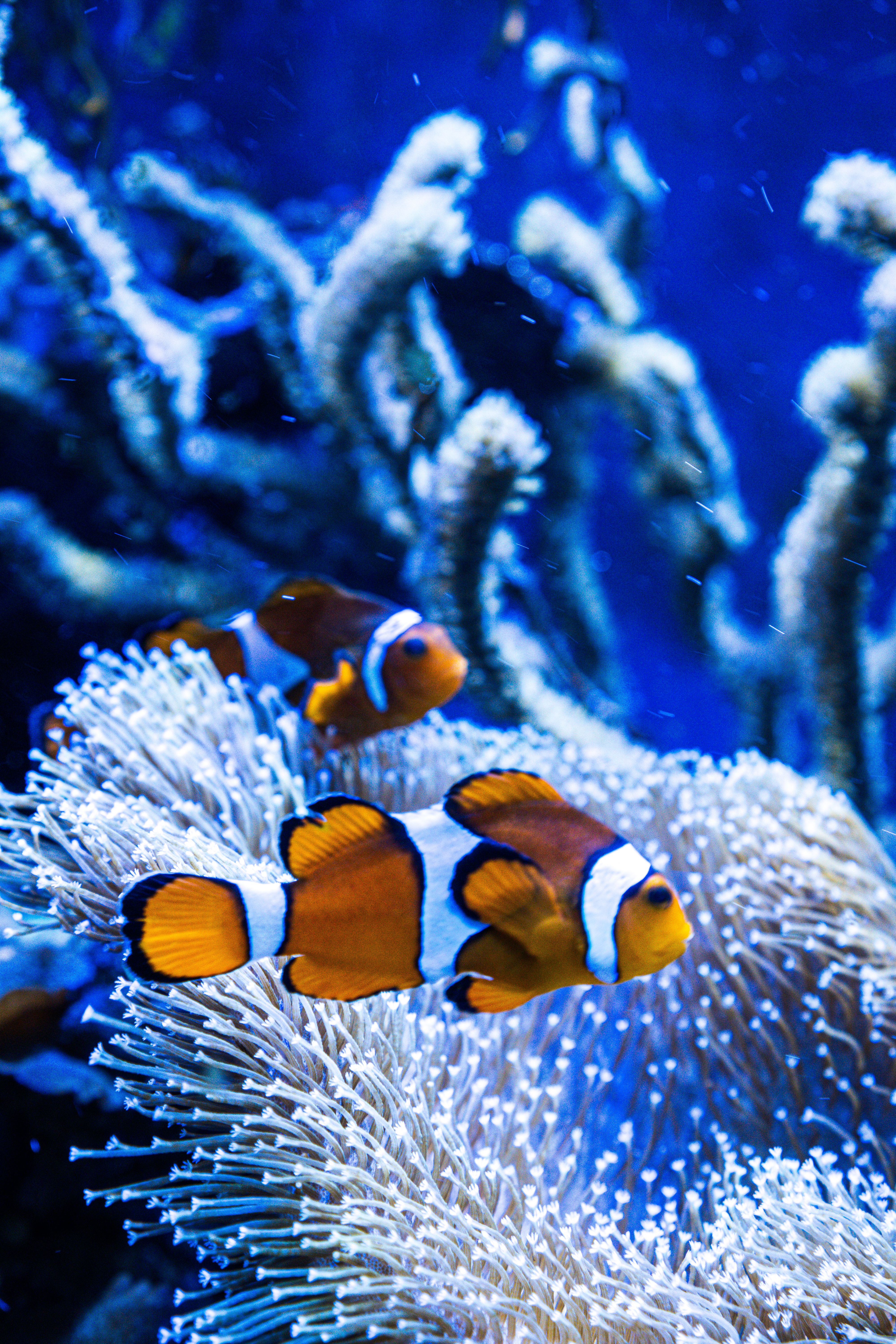 Clownfish in Sea · Free Stock Photo