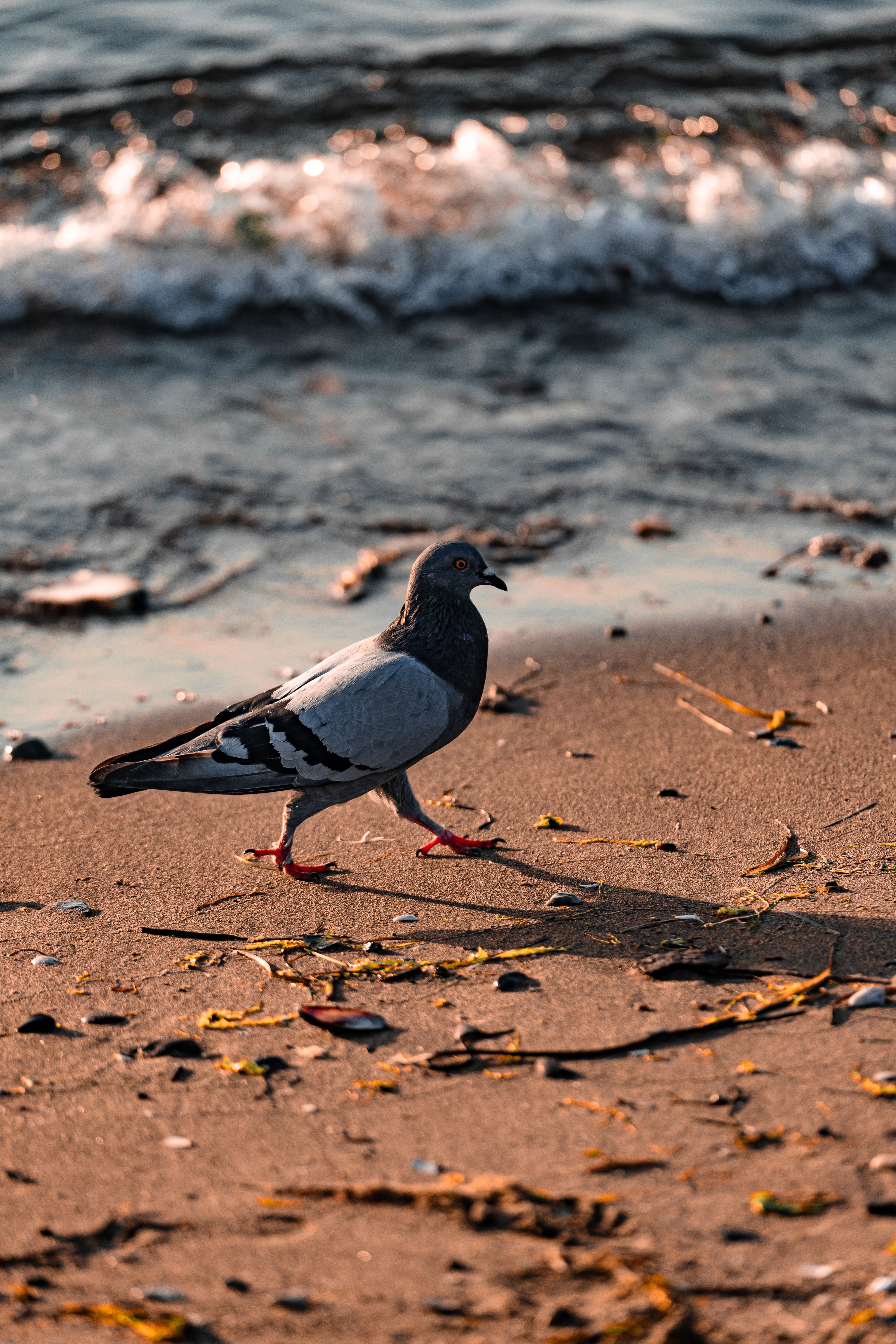A Pigeon on a Beach · Free Stock Photo