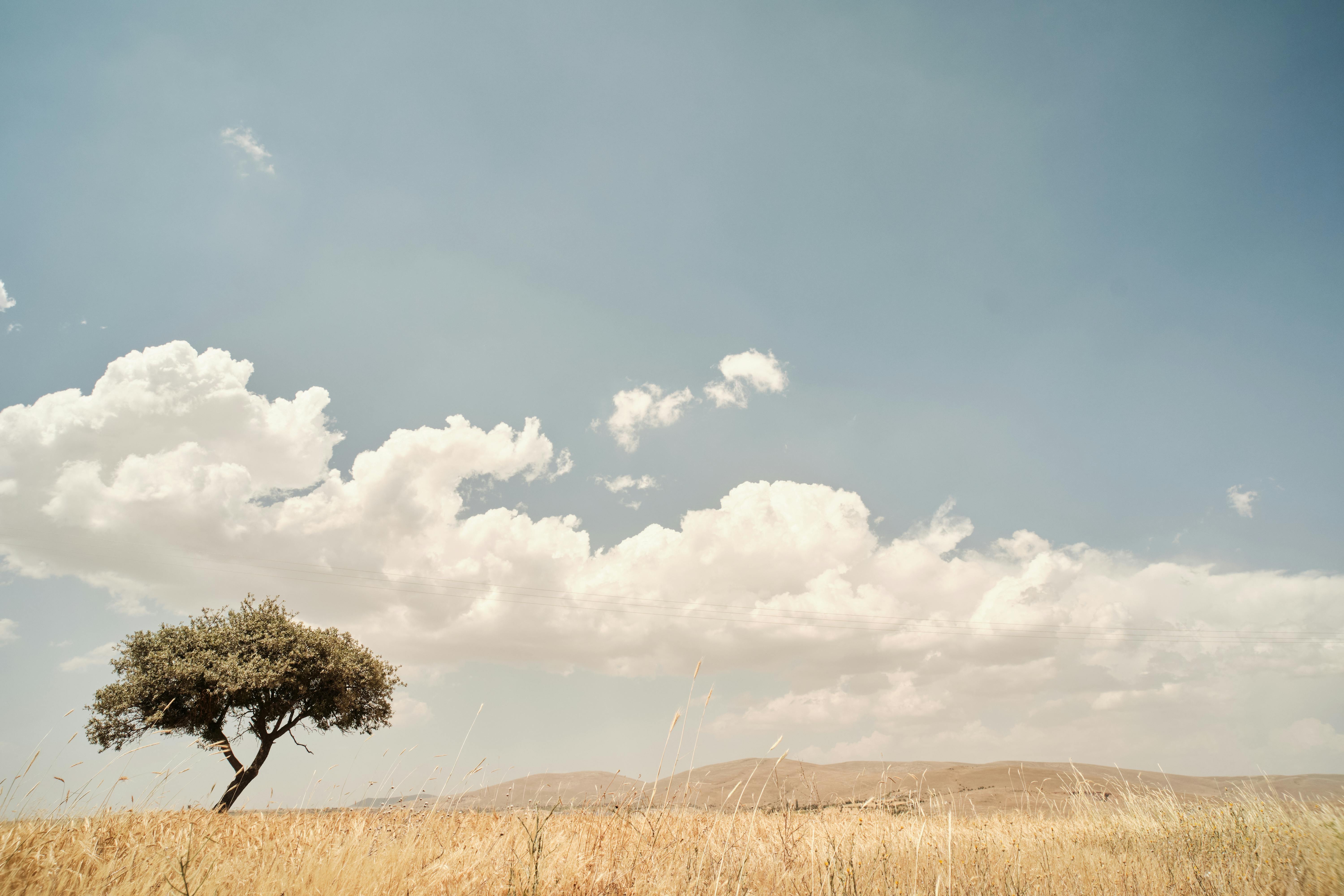 Single Tree in Grassland · Free Stock Photo