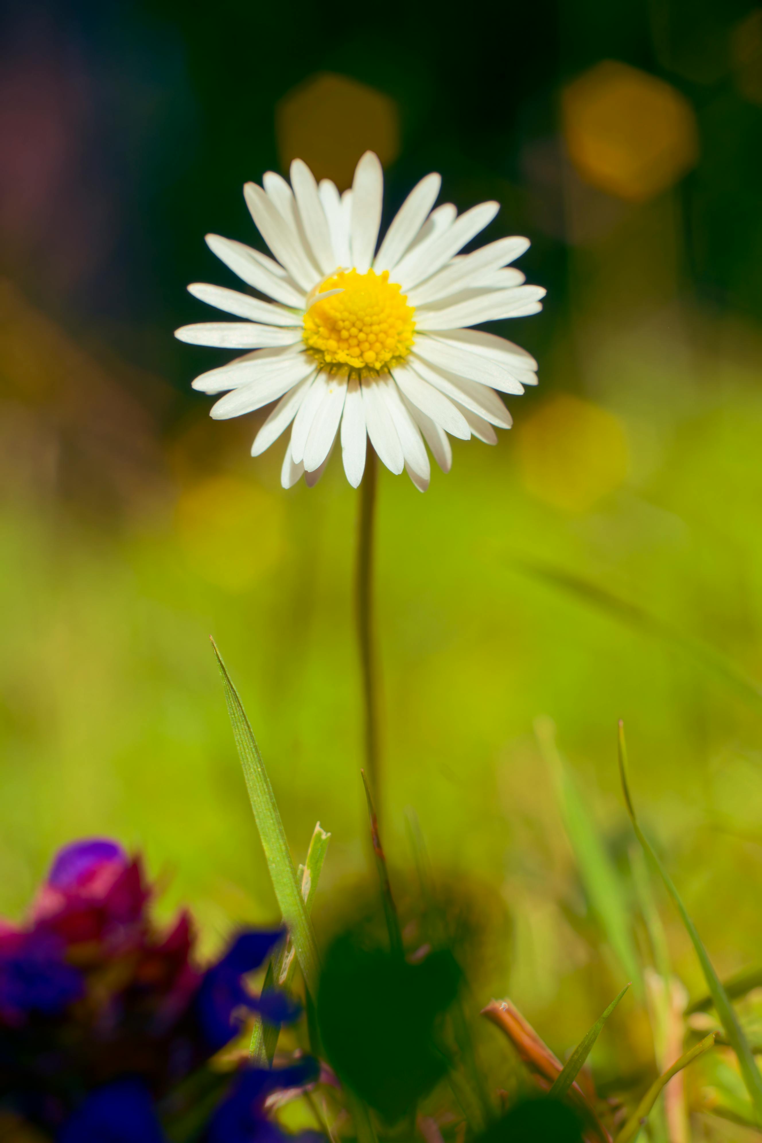 Delicate Blooming Daisy · Free Stock Photo