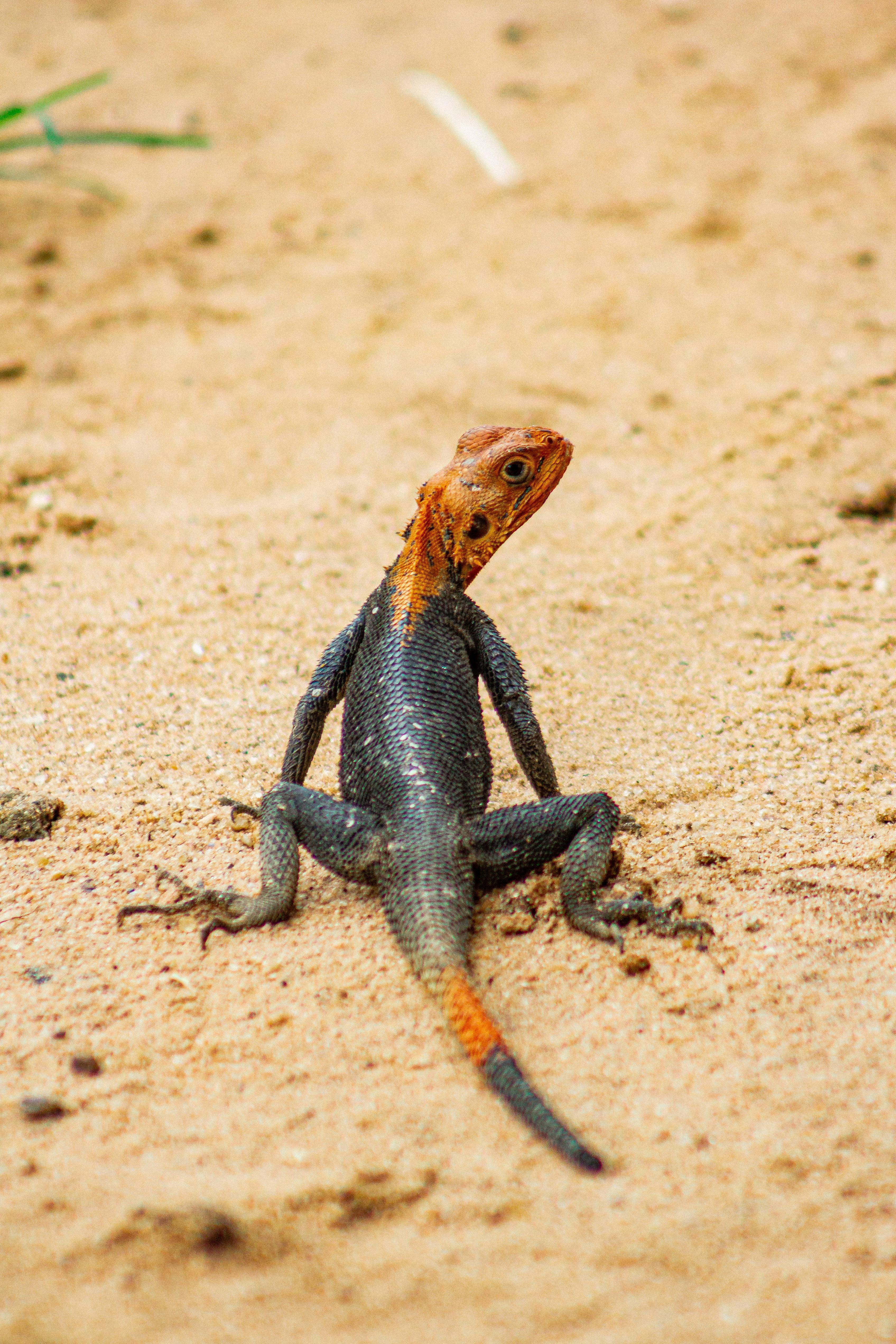 A lizard with orange and black stripes on its back · Free Stock Photo